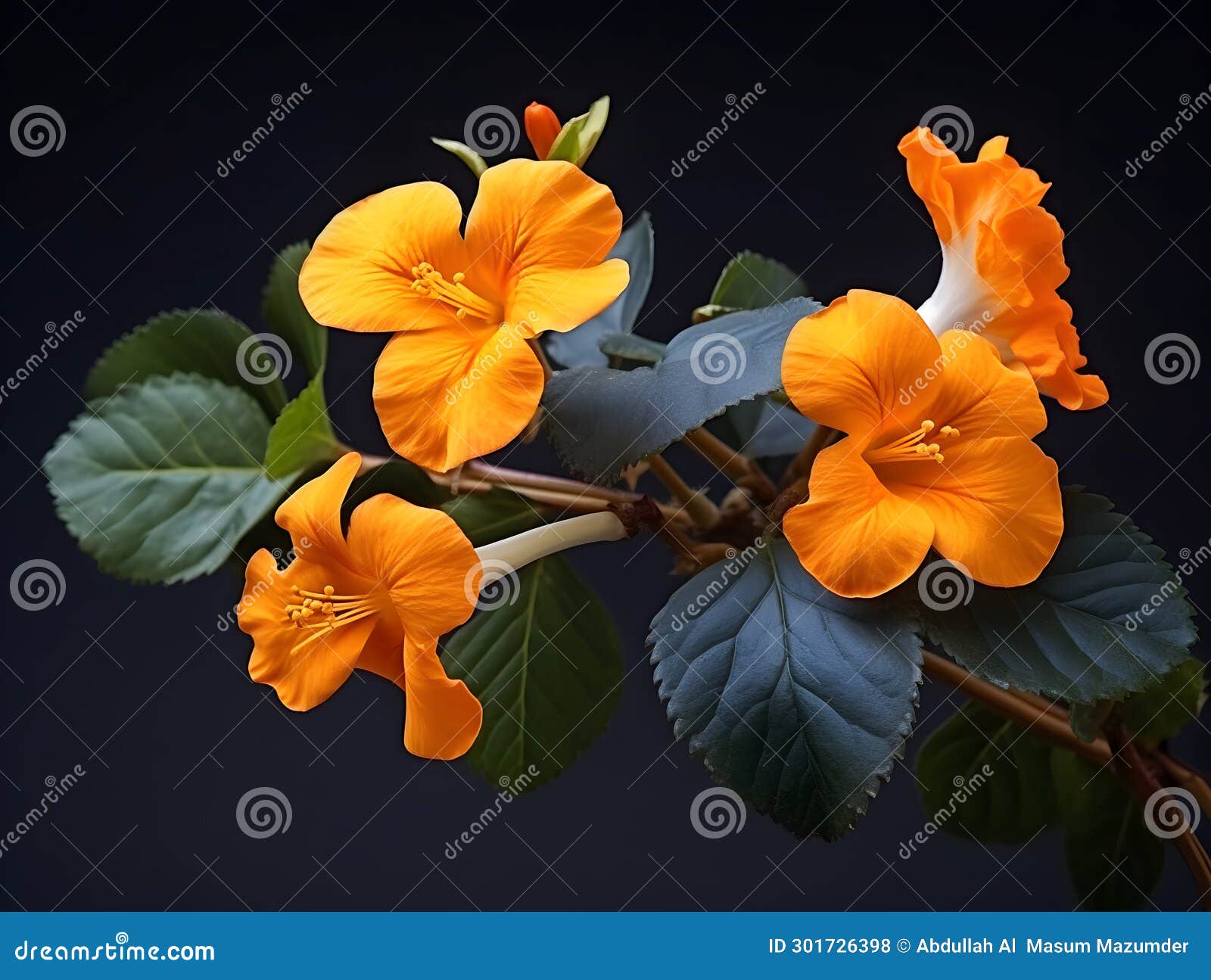 Crossandra Flower In Studio Background, Single Crossandra Flower ...