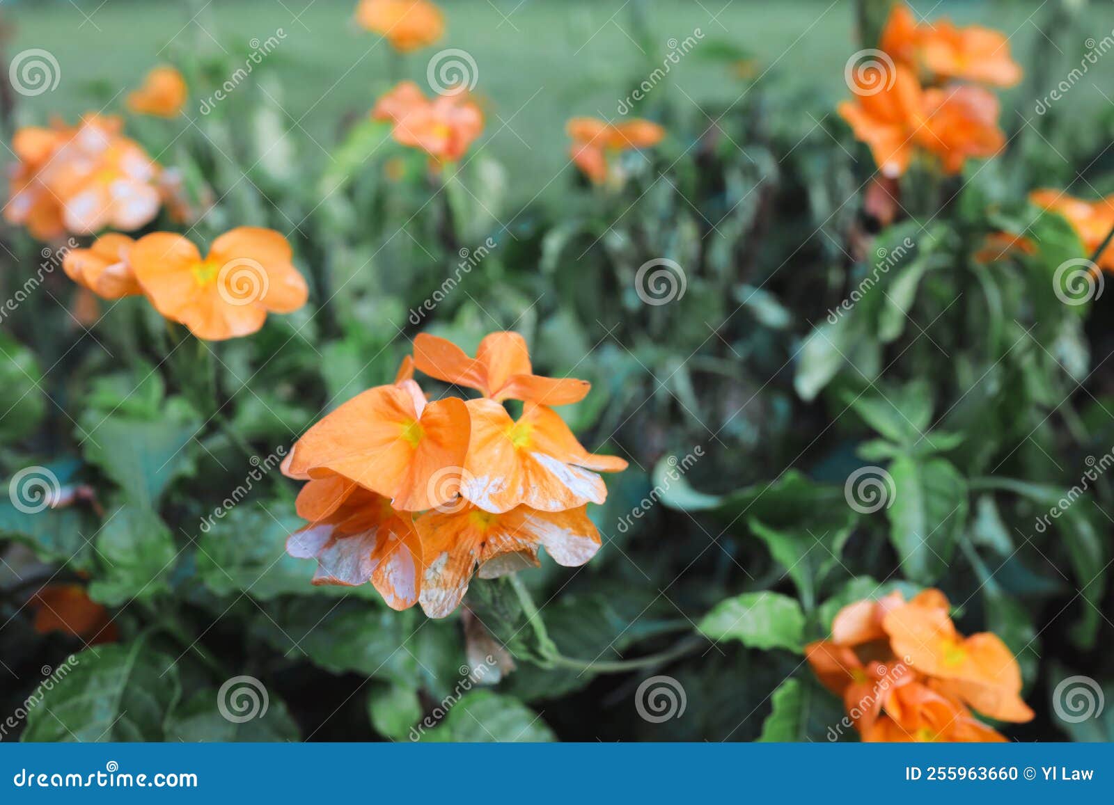 Crossandra Infundibuliformis, Also Called Firecracker Plant, I Stock ...