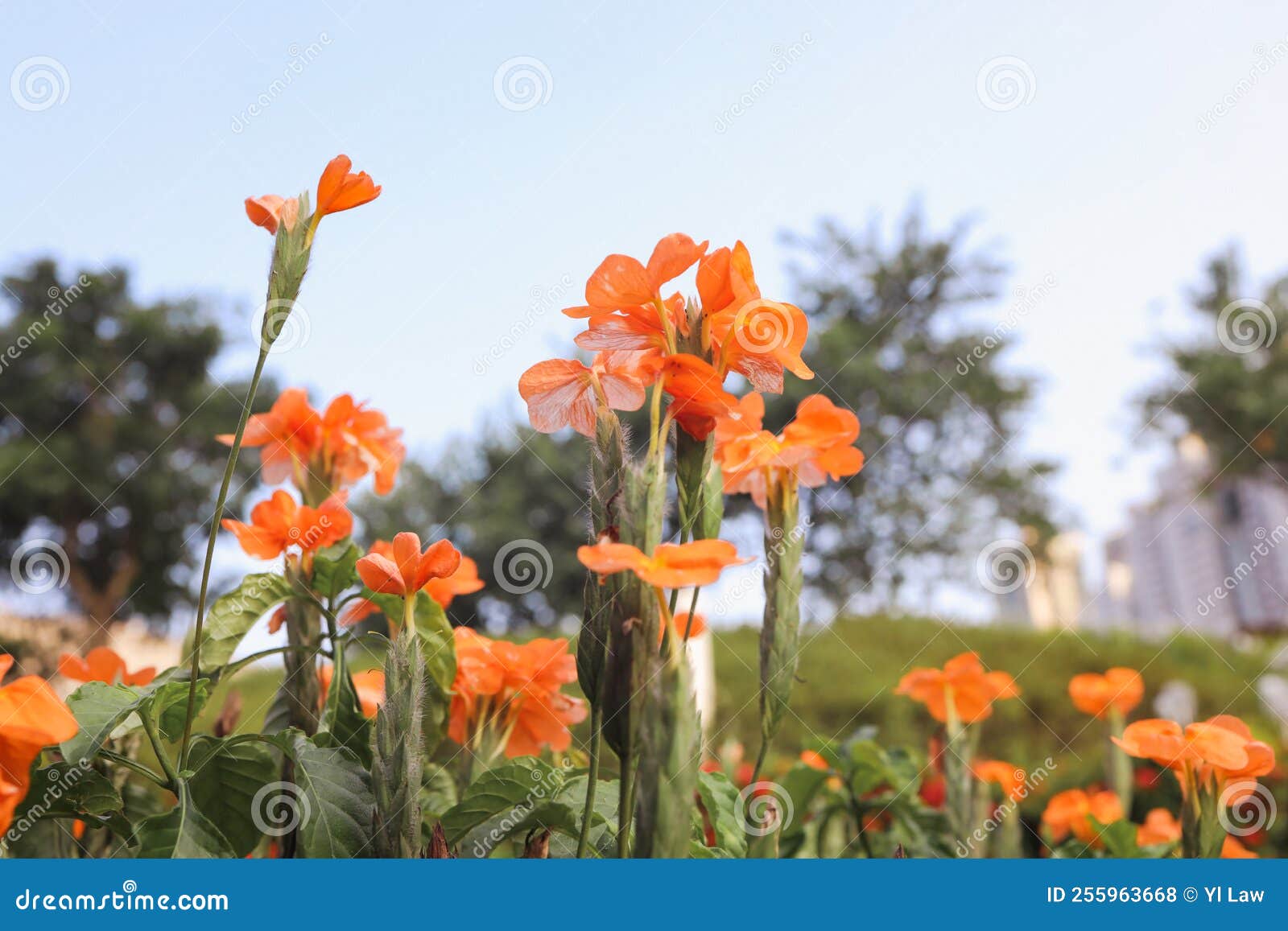 Crossandra Infundibuliformis, Also Called Firecracker Plant, I Stock ...