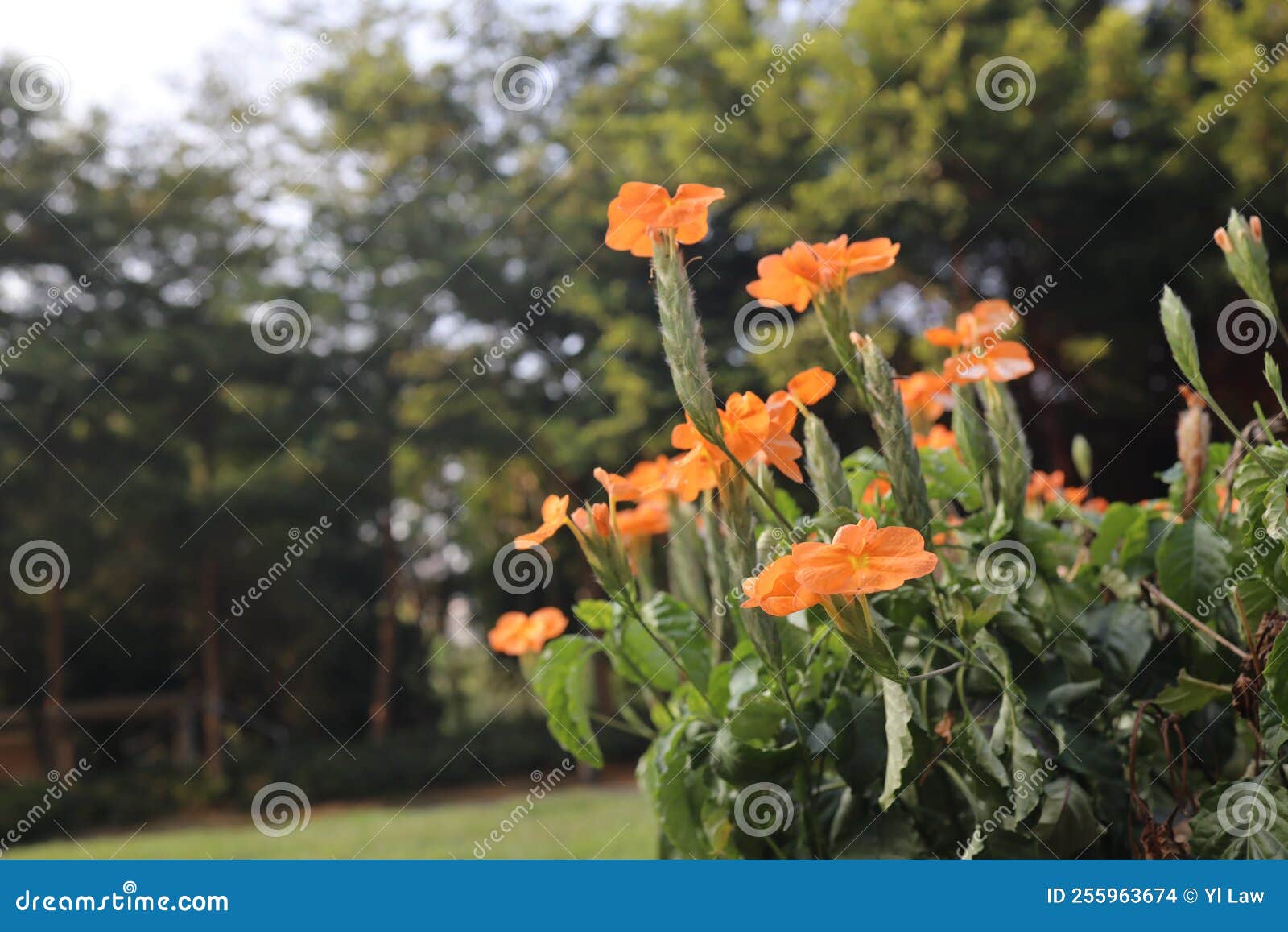 Crossandra Infundibuliformis, Also Called Firecracker Plant, I Stock ...