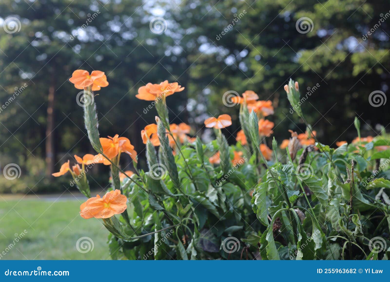 Crossandra Infundibuliformis, Also Called Firecracker Plant, I Stock ...