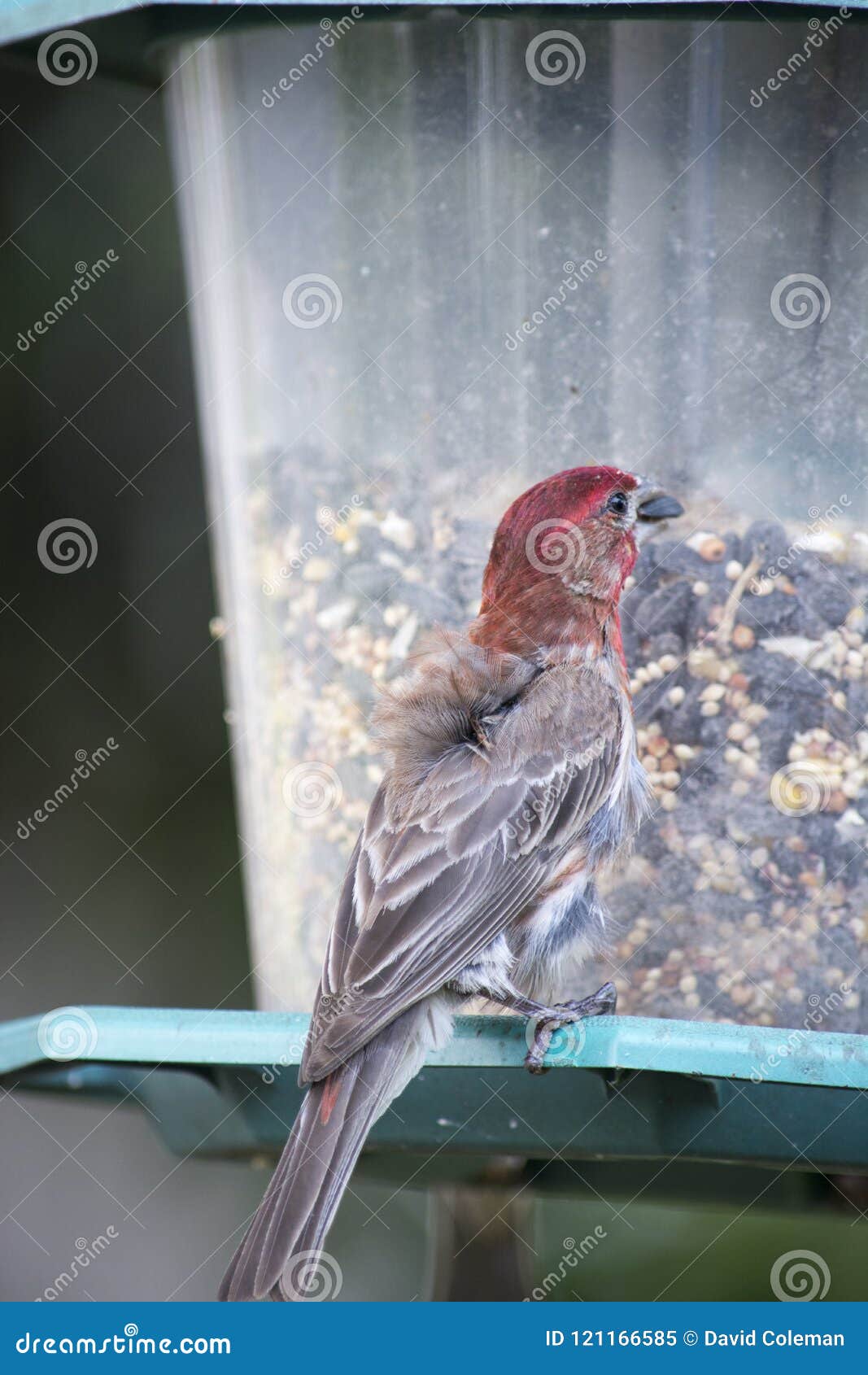 Crossbeak at feeder stock image. Image of beak, nature - 121166585