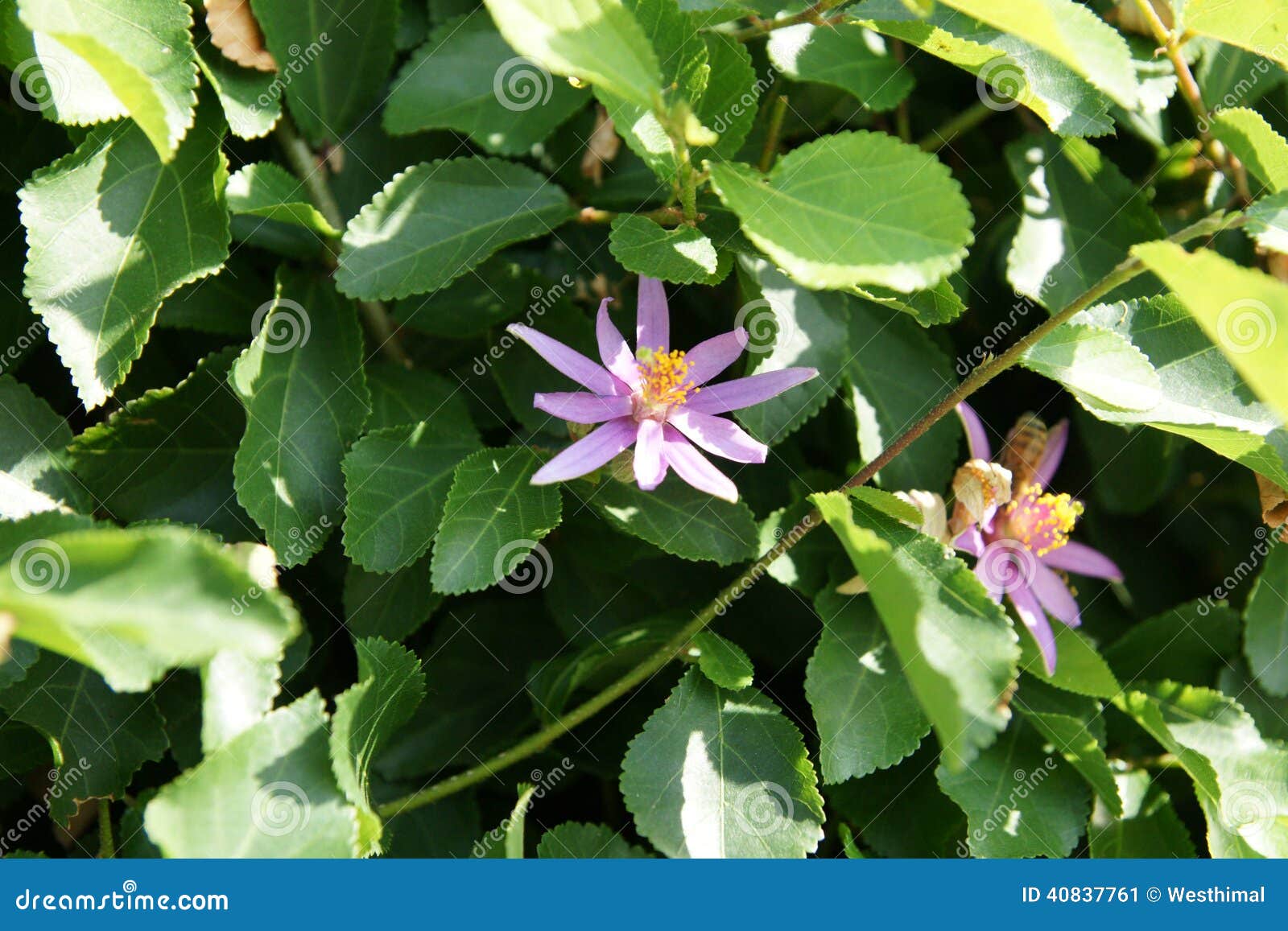 Crossberry, Grewia-occidentalis Stockbild - Bild von grün, dekorativ ...