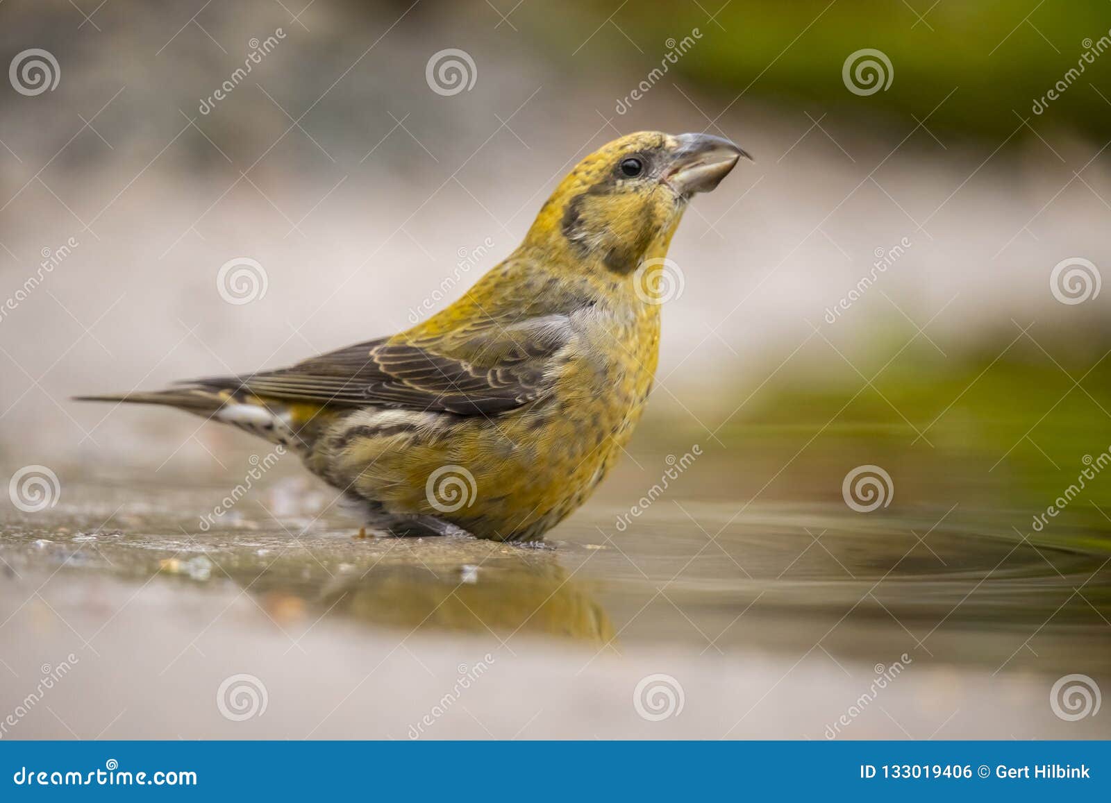 Crossbill, Loxia Curvirostra Stock Photo - Image of yellow, seeds ...