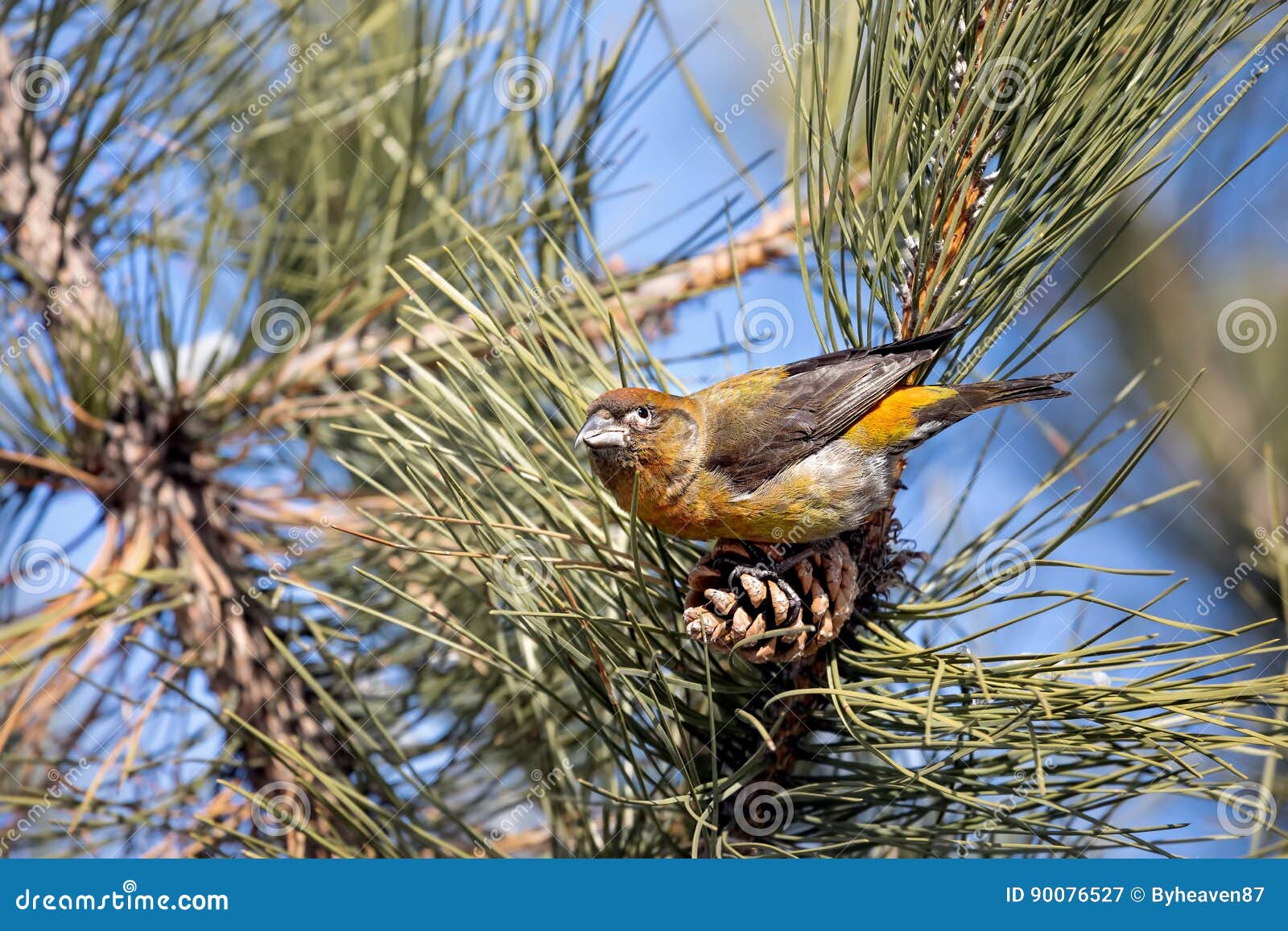 Crossbill at the pine tree stock image. Image of cute - 90076527