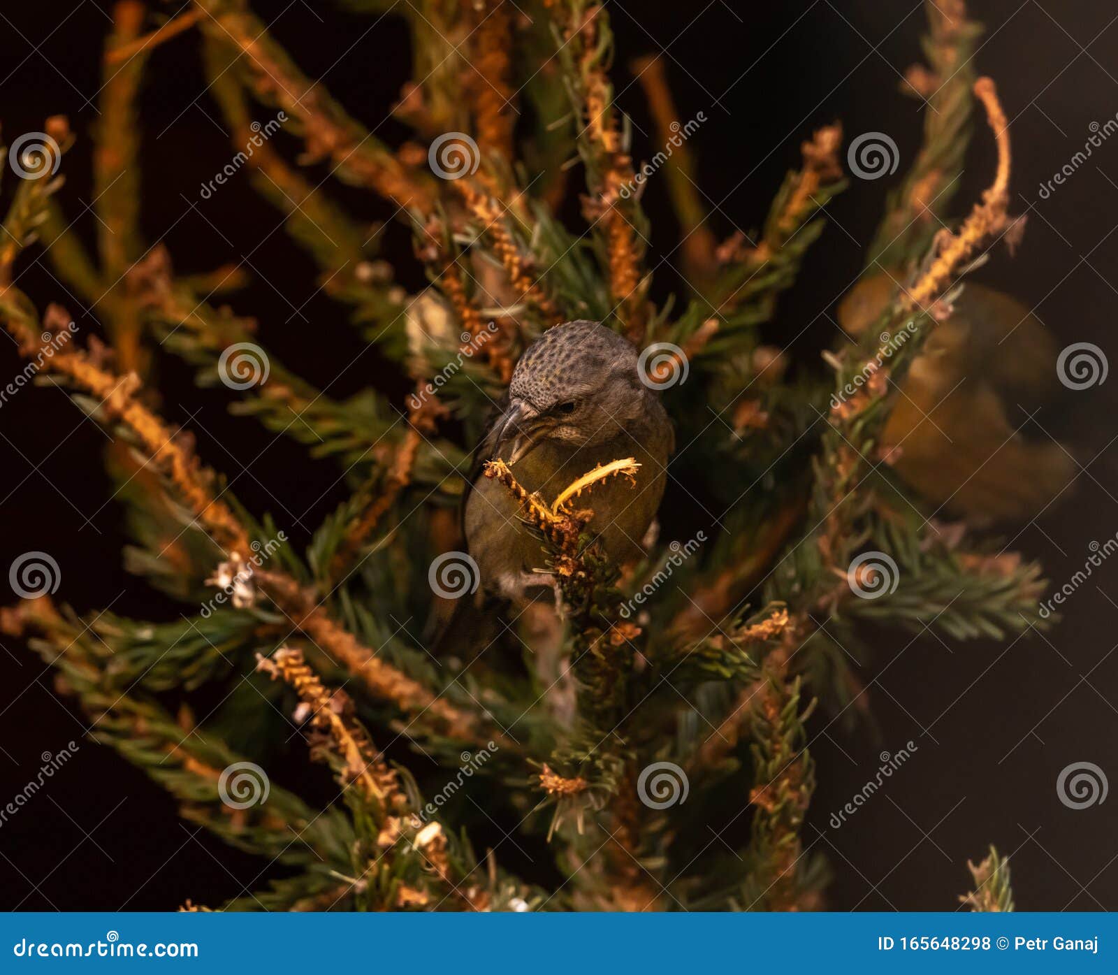 Crossbill on a Spruce Branch Stock Photo - Image of bill, avian: 165648298
