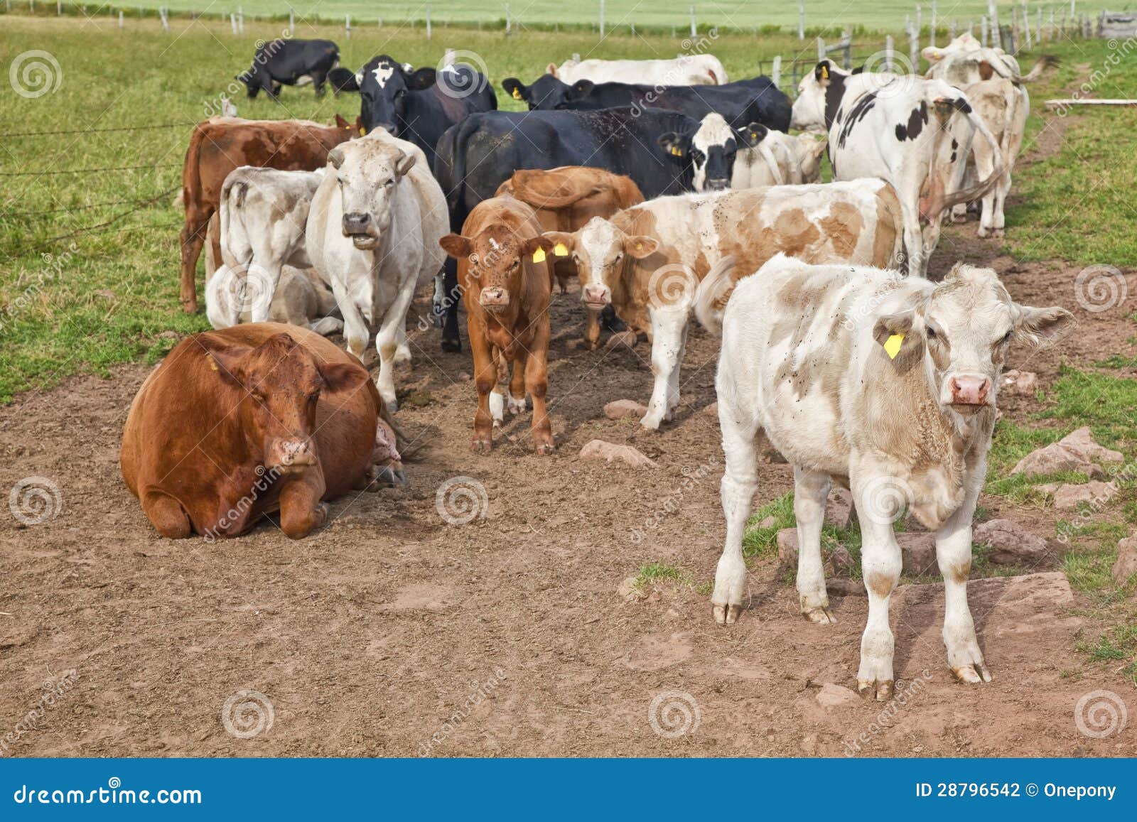 Crossbred Cattlew stock photo. Image of rural, herd, nature - 28796542