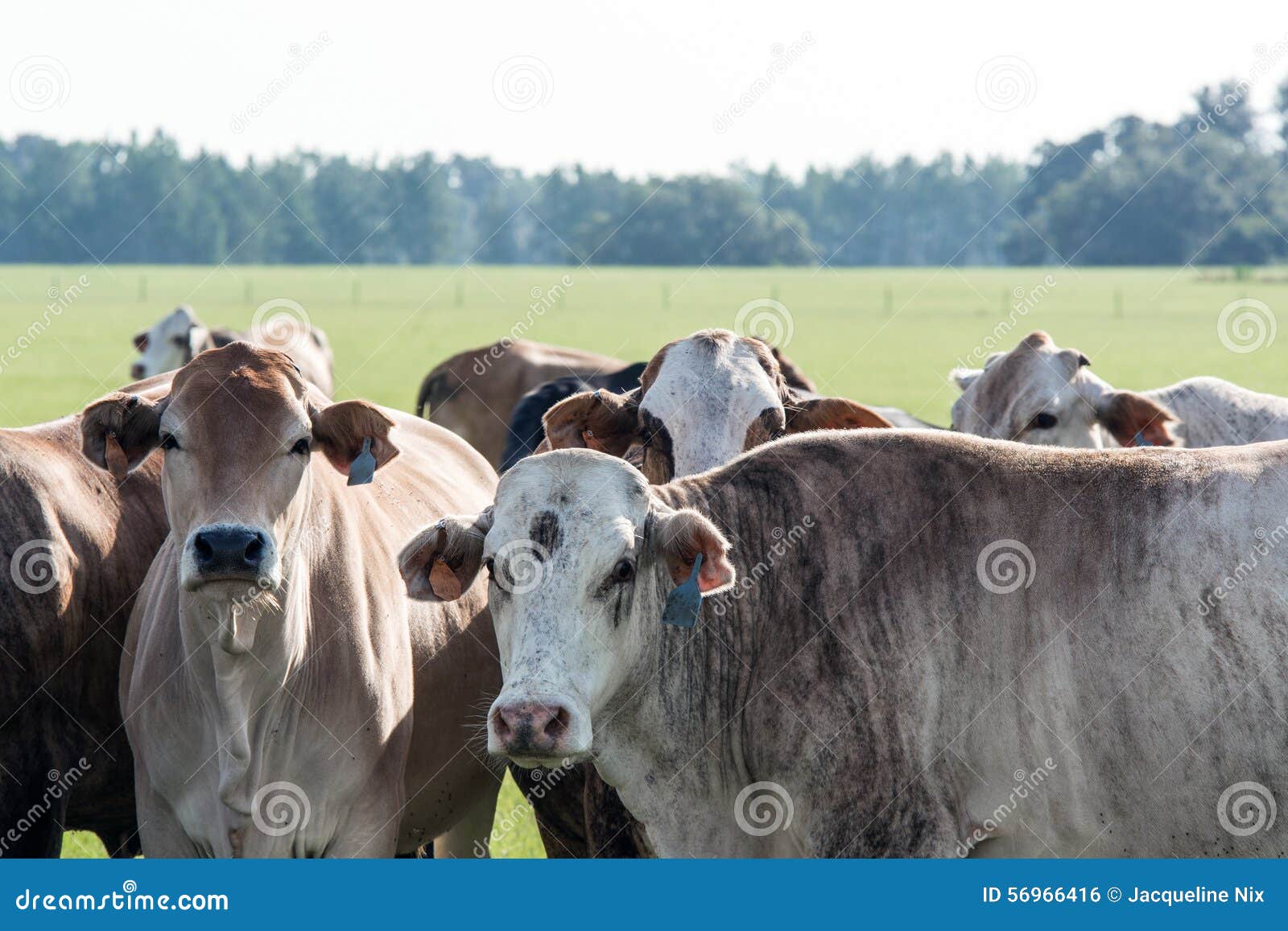 Crossbred commercial cows stock photo. Image of pasture - 56966416