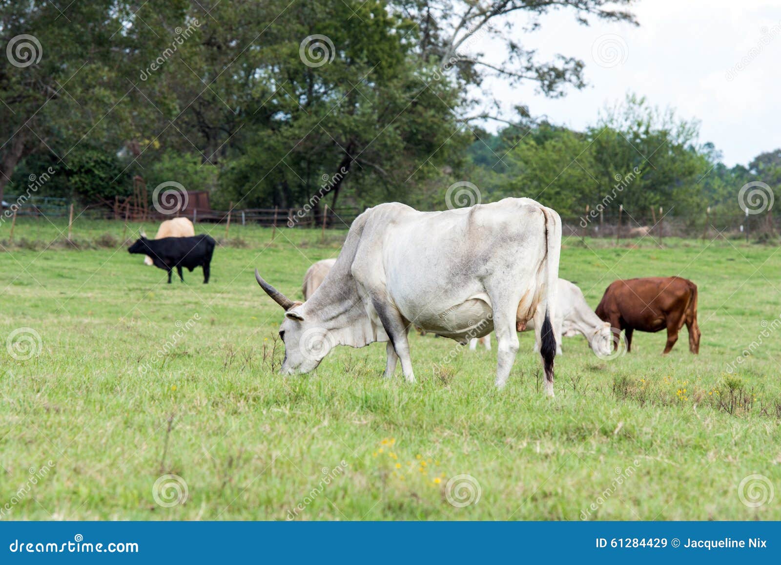 Crossbred Cows in a Southern Pasture Stock Image - Image of rural ...
