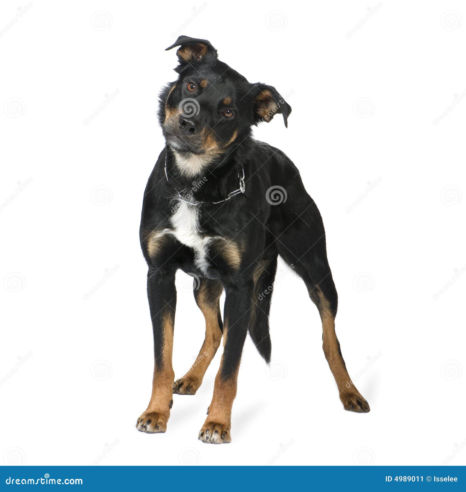 Beauceron Is A Mixed Breed