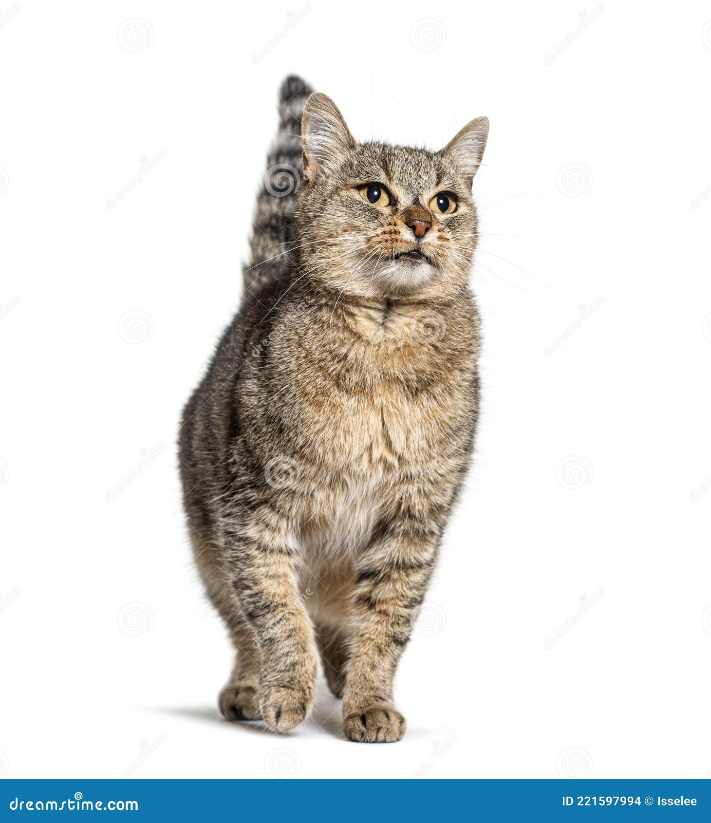 Crossbreed Cat Looking Up, Isolated Stock Photo - Image of catus, white ...