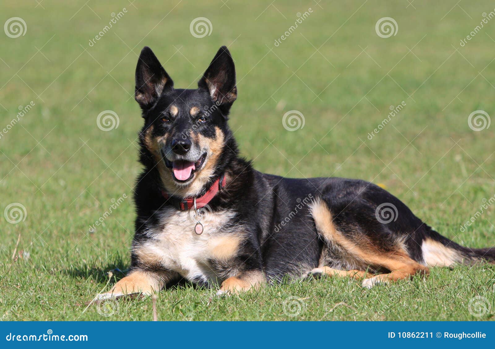 Crossbreed dog stock image. Image of breed, canine, mammals - 10862211