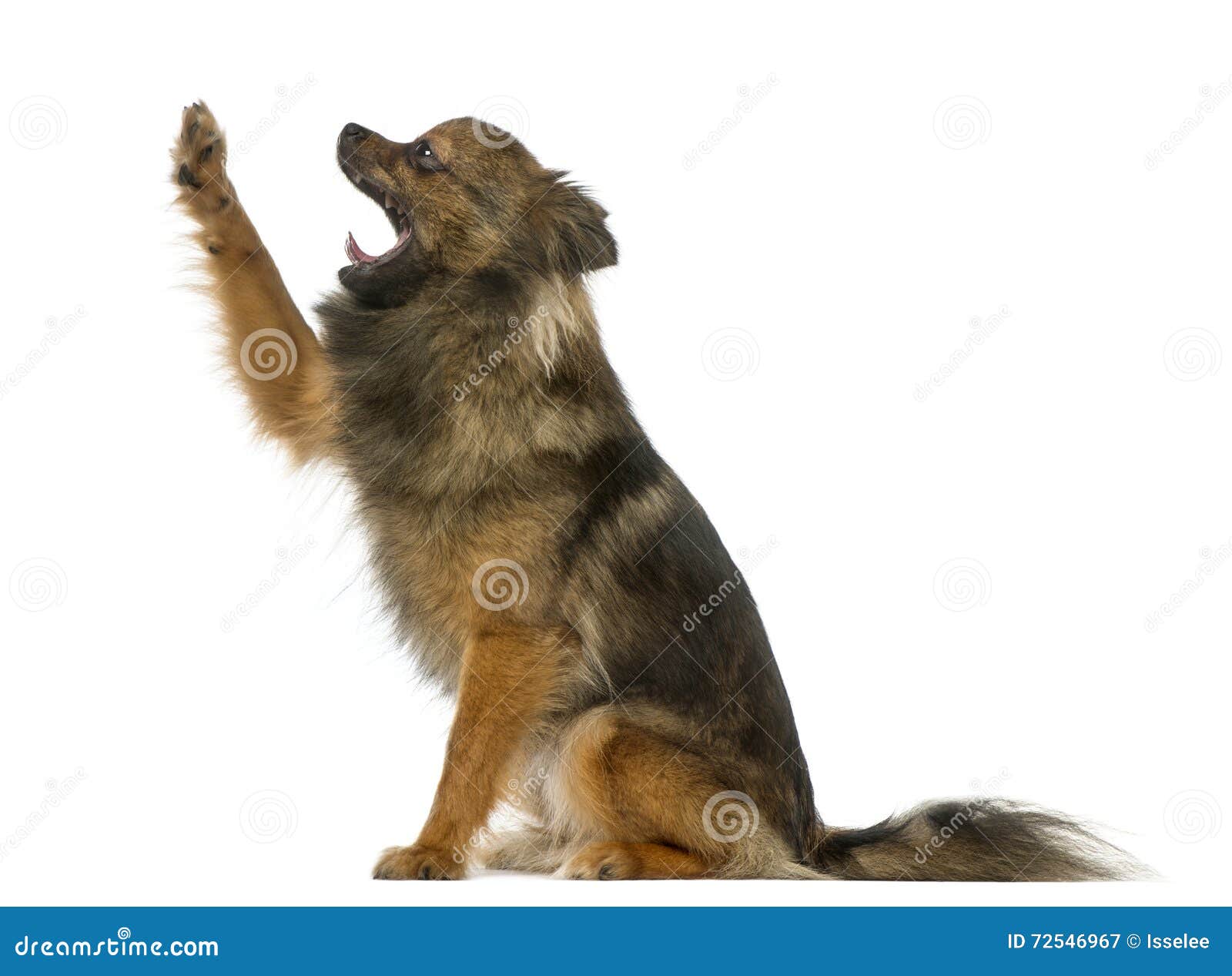 Crossbreed Dog between a Malinois and a Pointer Looking Up Stock Image ...