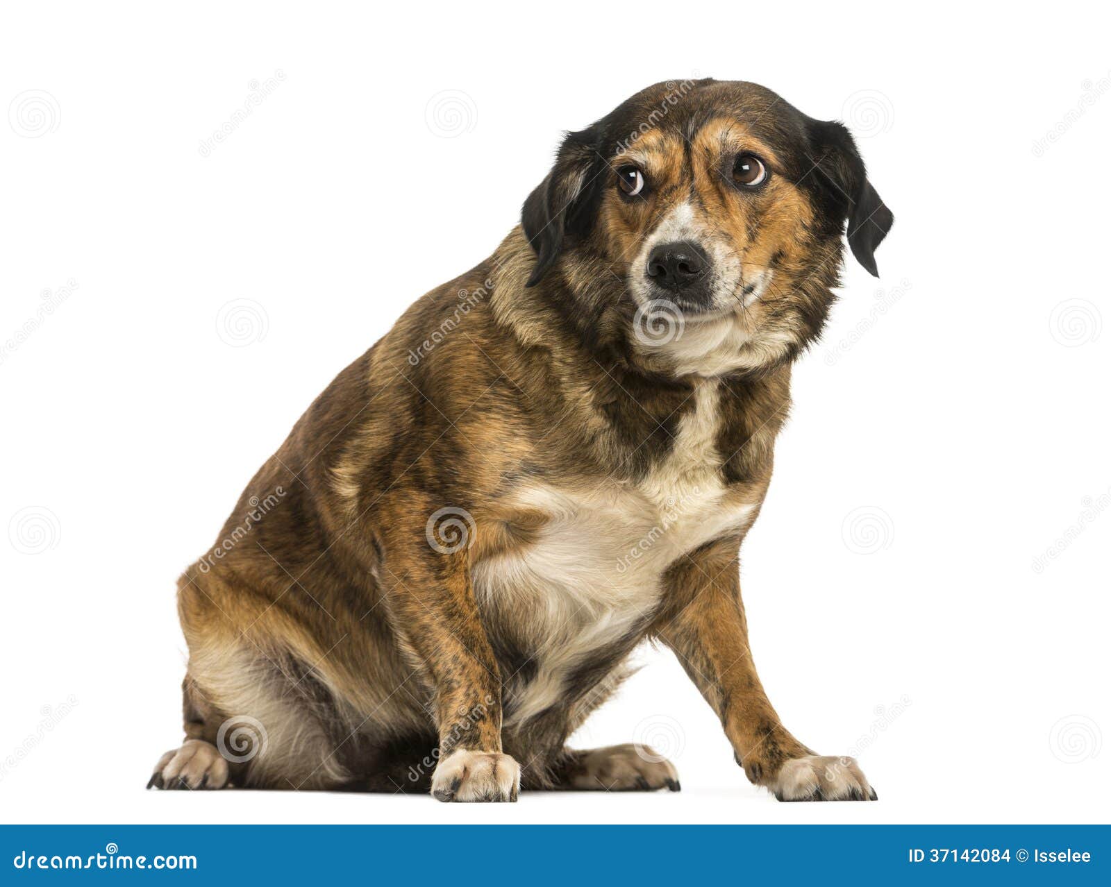 Crossbreed Dog Sitting, Looking Intimidated, Isolated Stock Photo ...