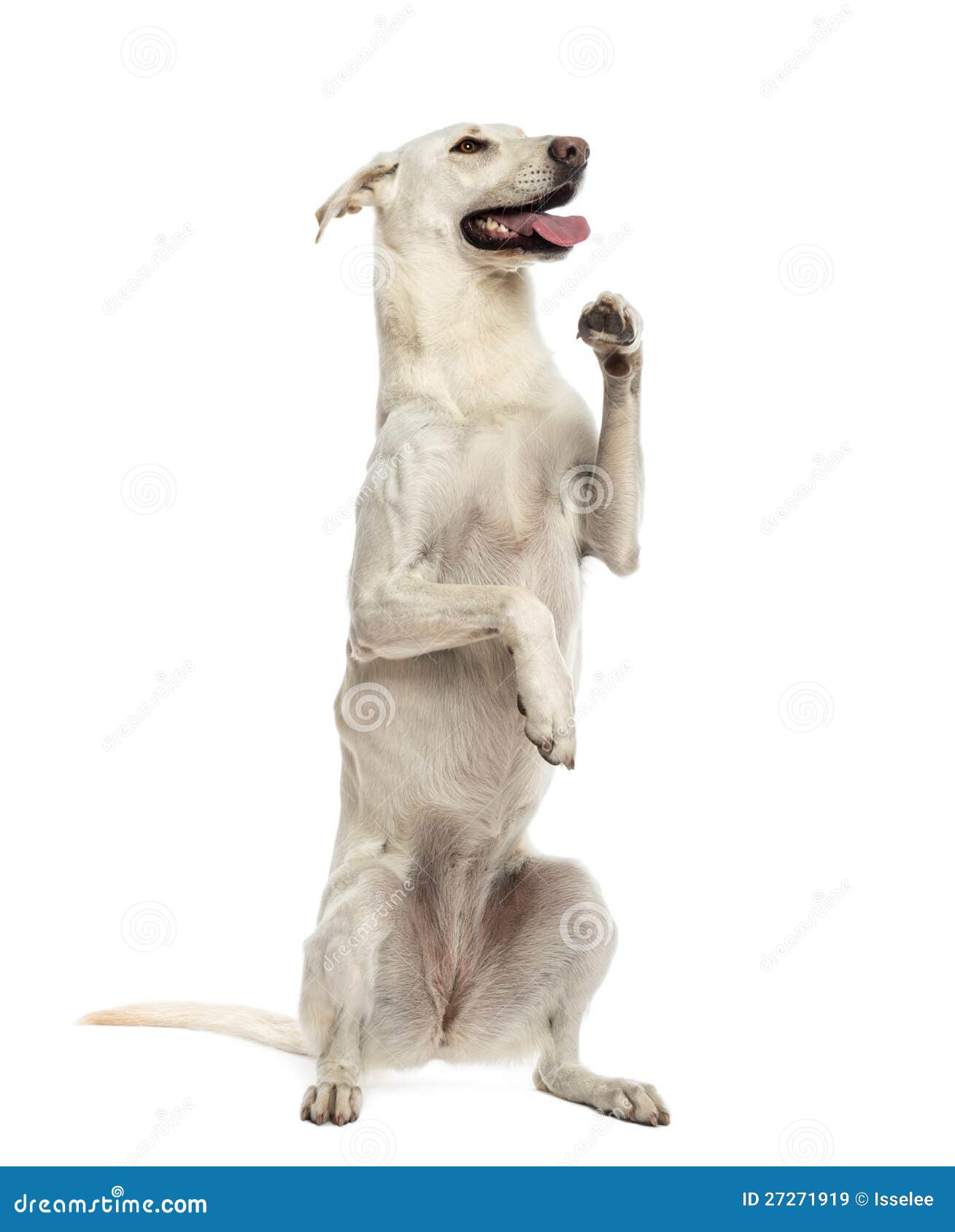Crossbreed Dog Standing On Hind Legs Royalty Free Stock Images - Image ... Crossbreed Dog Standing On Hind Legs Royalty Free Stock Images - Image ...