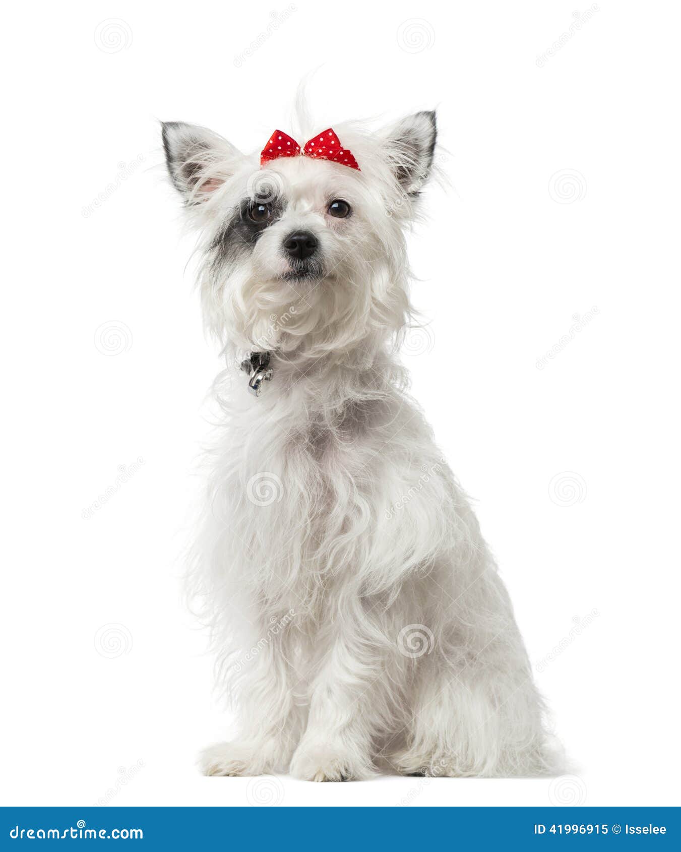 Crossbreed stock image. Image of crossbreed, animal, breed - 41996915