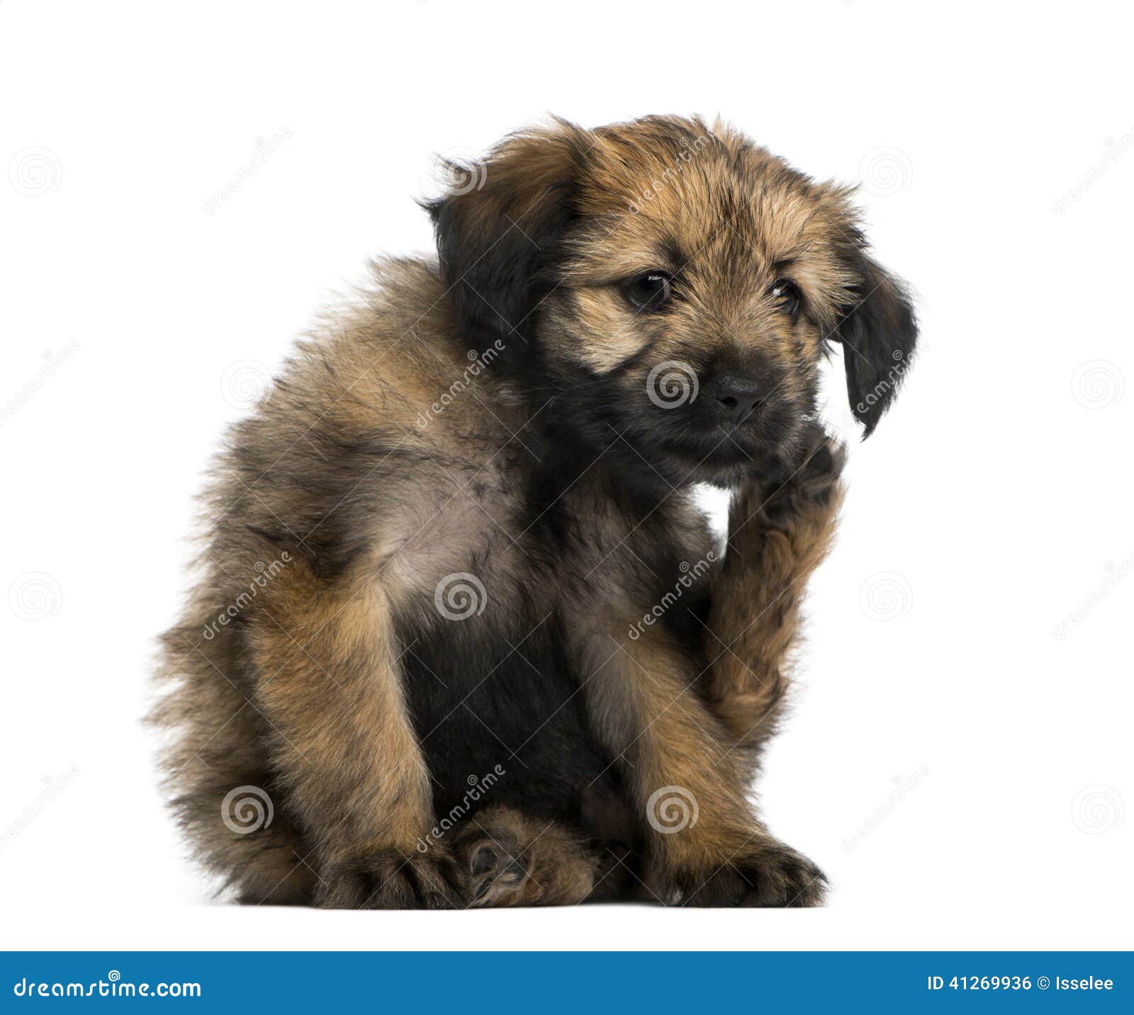 Crossbreed Puppy Scratching Itself (2 Months Old) Stock Photo - Image ...
