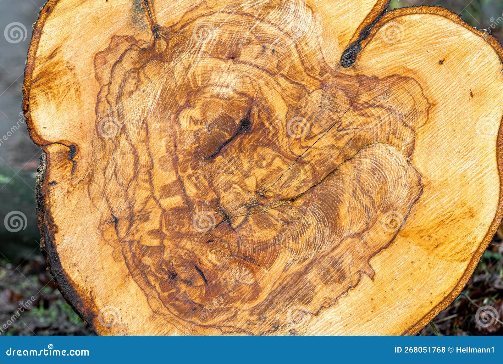 European Beech Stem stock photo. Image of tree, core - 268051768