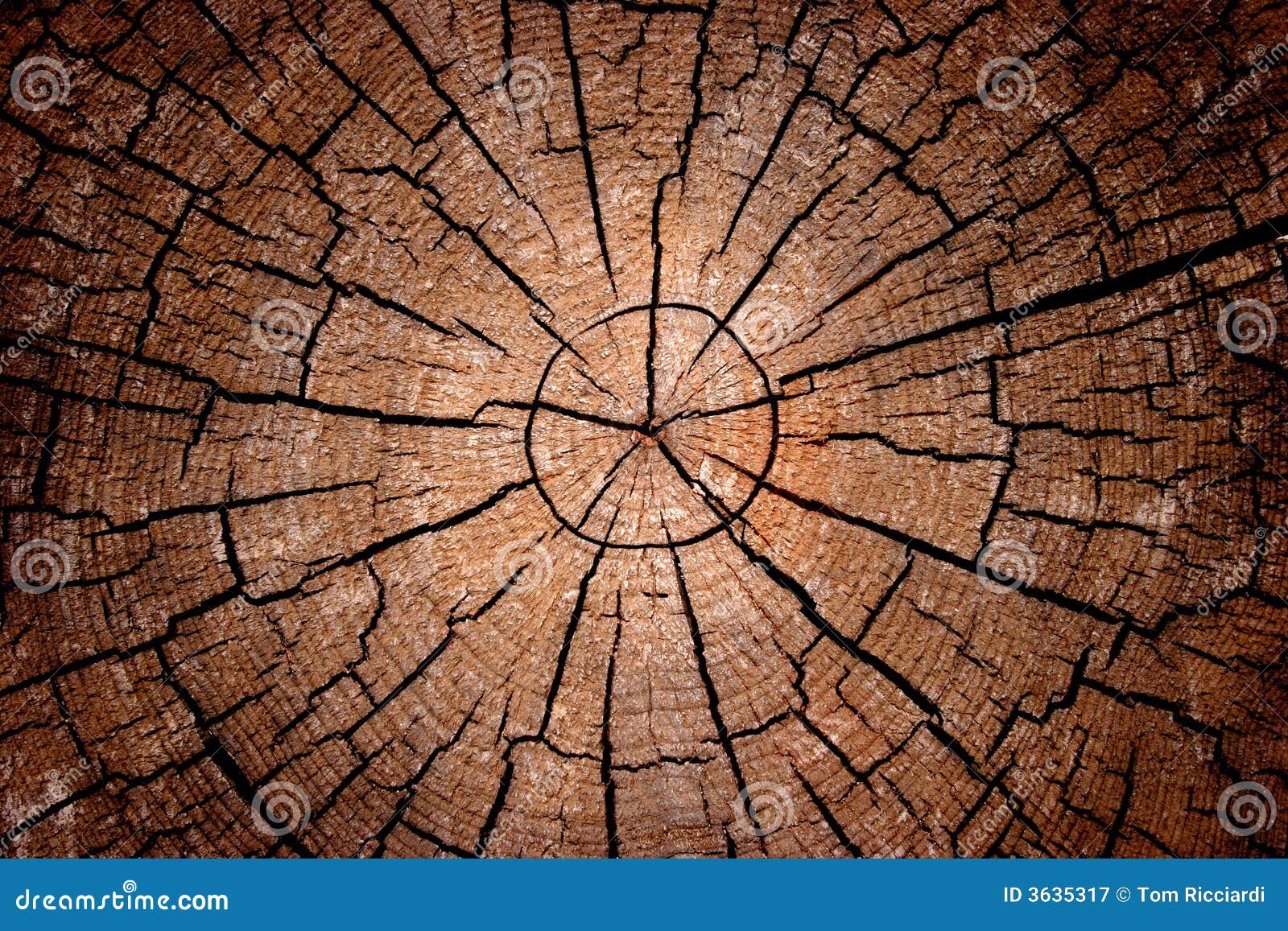 Crosscut Log Radial Pattern Royalty Free Stock Photography - Image: 3635317
