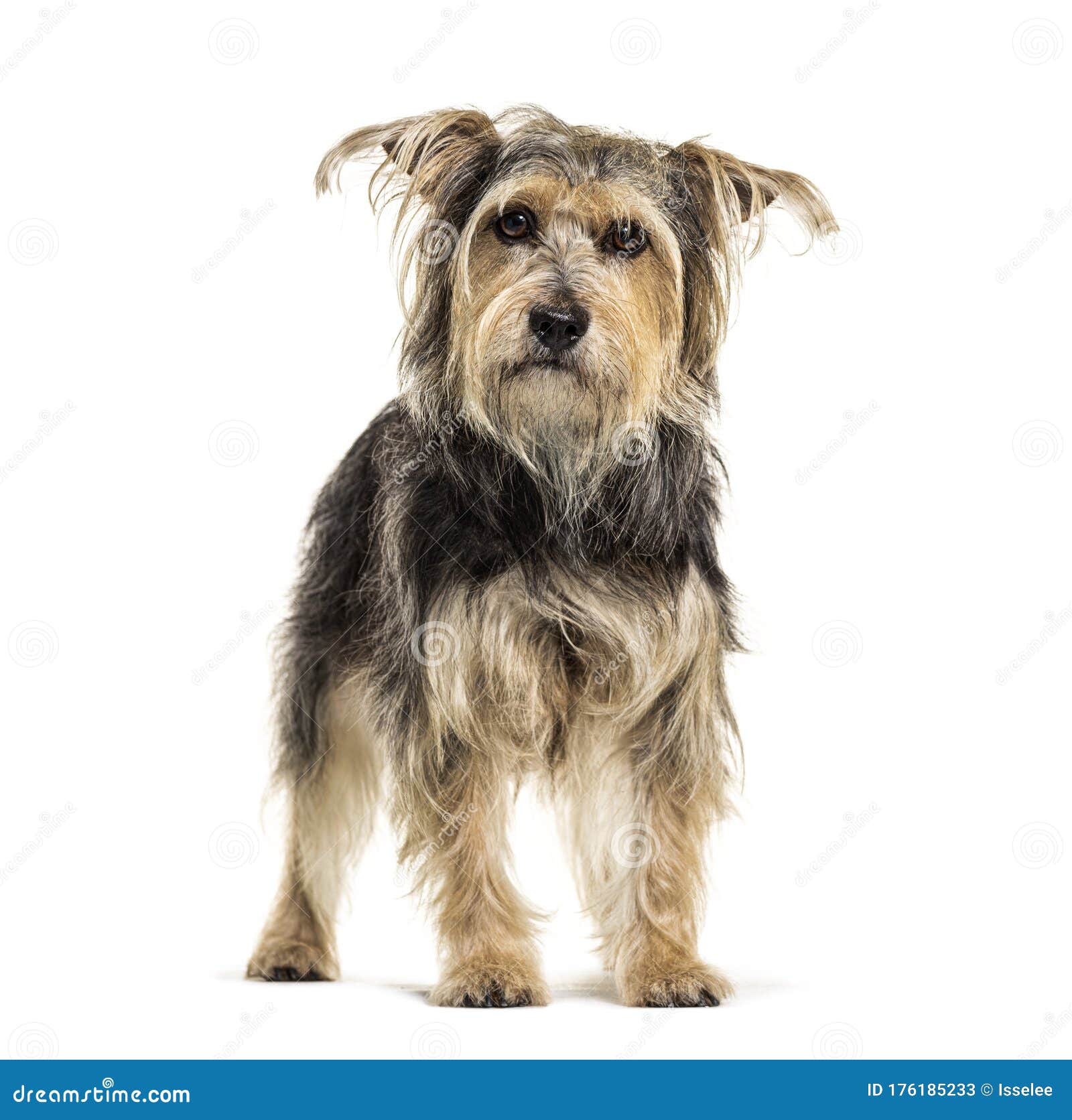 Crossebreed Dog, Yorkshire and Griffon, Isolated Stock Image - Image of ...