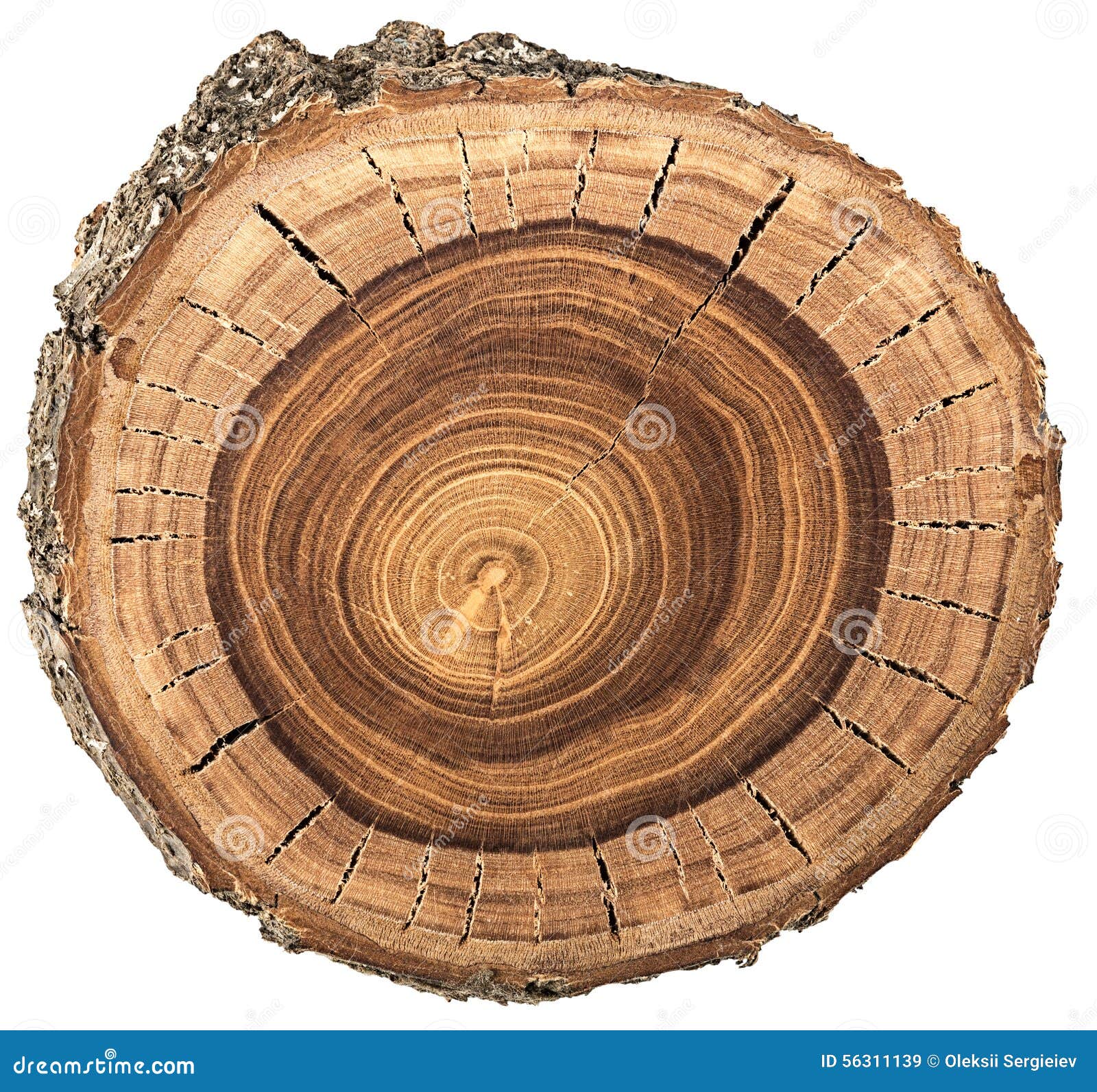 Crossection Di Un Tronco Di Albero Immagine Stock - Immagine di ...