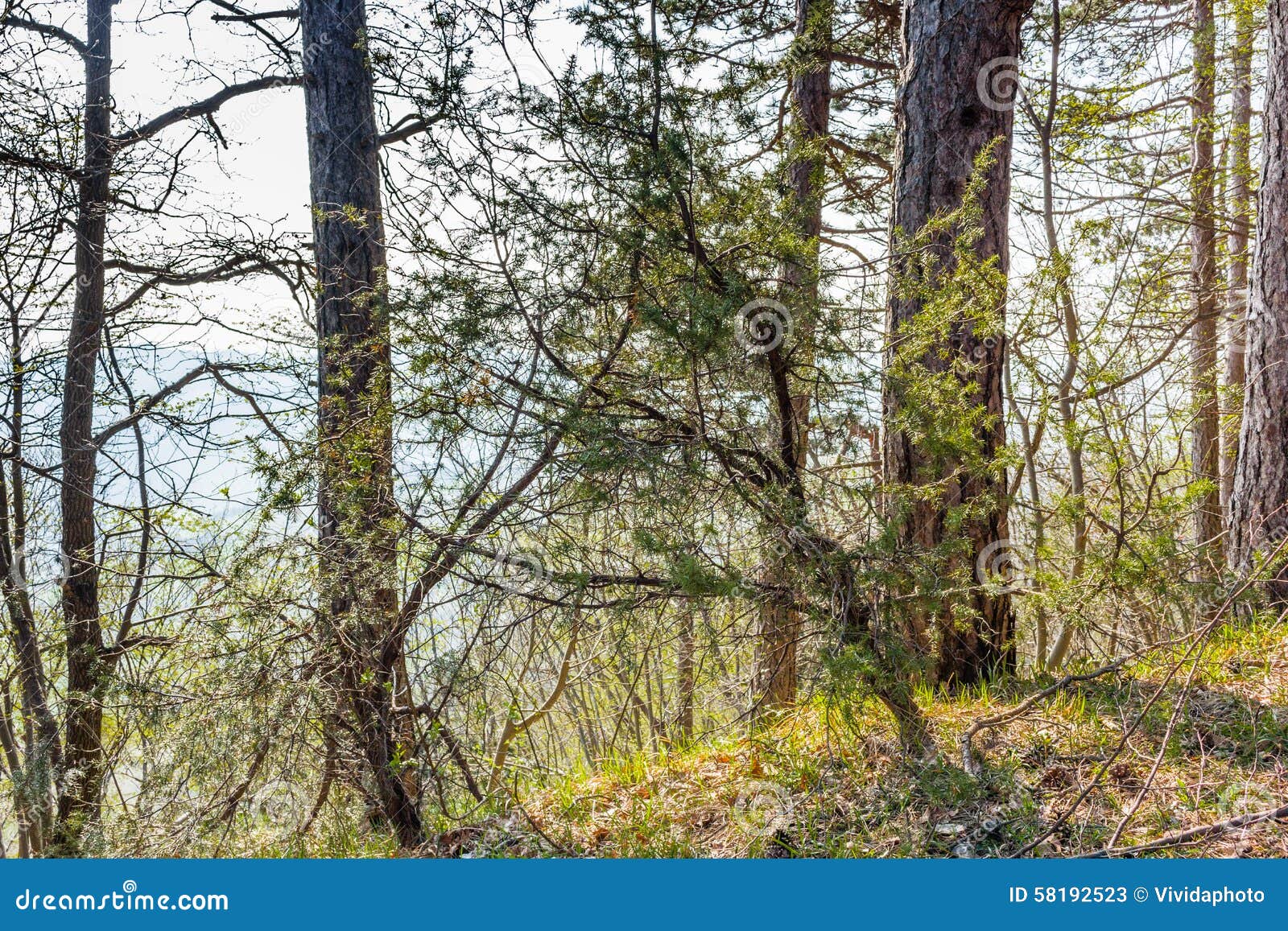 Crossed Branches of Trees in the Countryside of Italy Stock Image ...