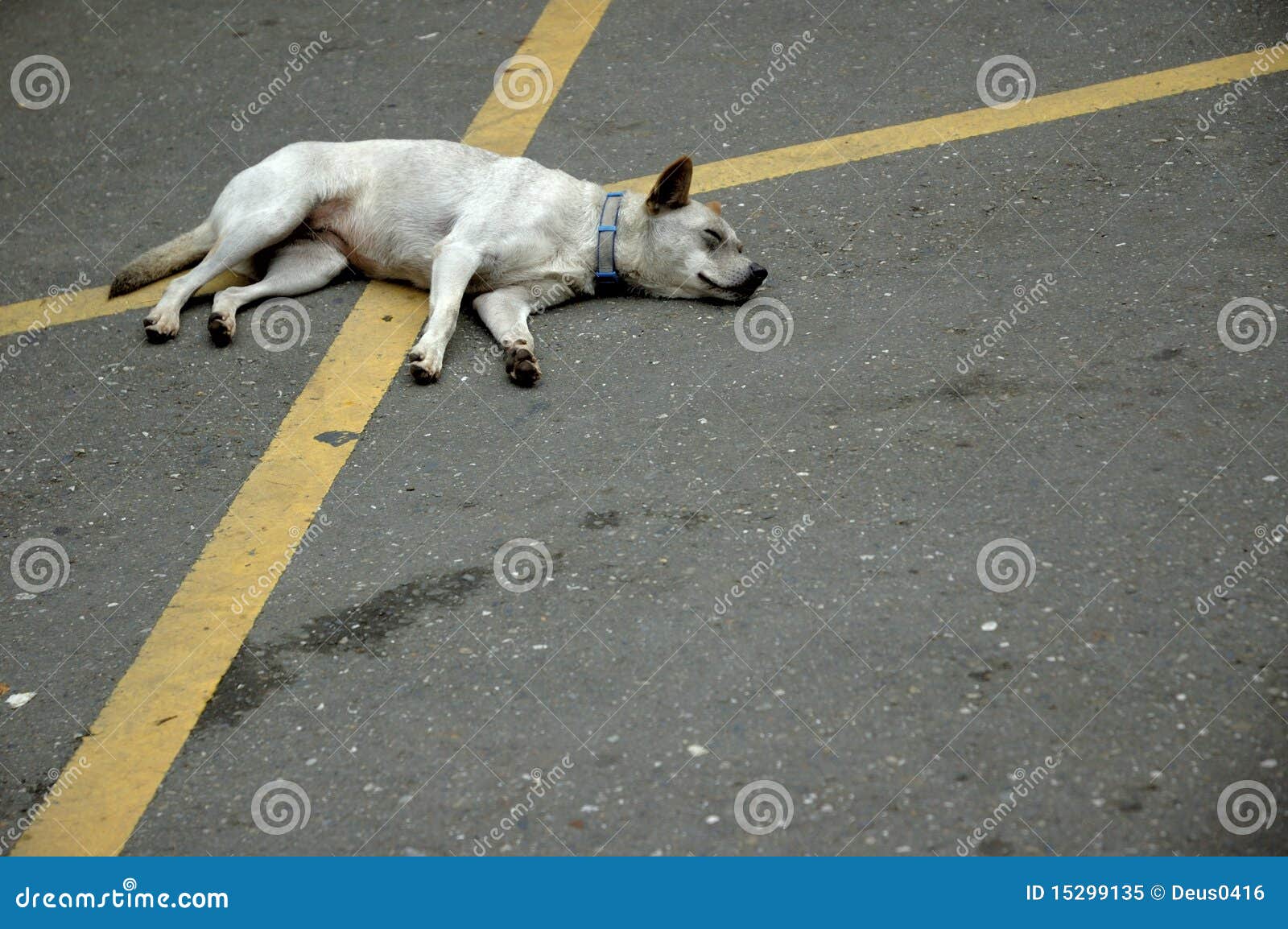 A crossed dog stock image. Image of stop, yellow, traffic - 15299135
