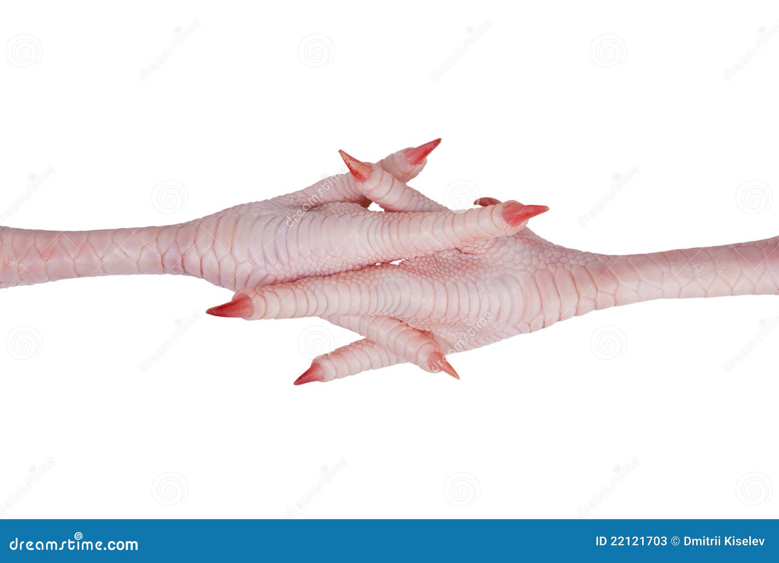 Crossed Each Other Pink Chicken Feet with Claws Stock Image - Image of ...
