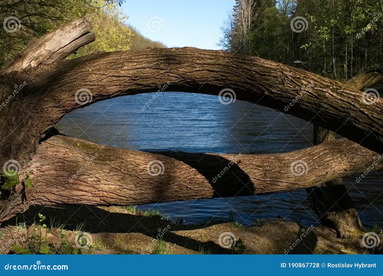 Crossed Tree Trunks in the River Surface Background Stock Photo - Image ...