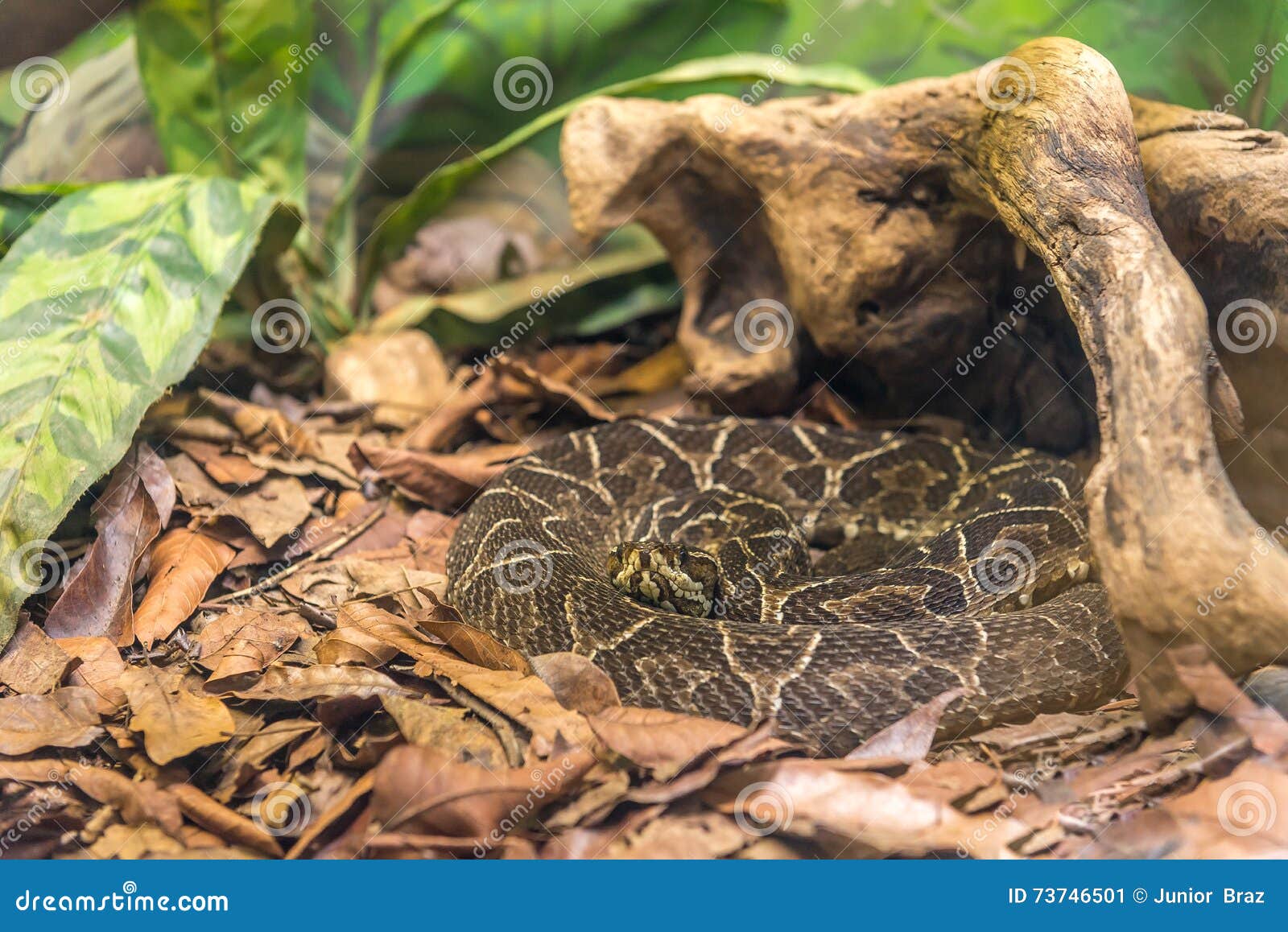 Crossed Pit Viper Snake (Bothrops Alternatus) on the Ground Stock Image ...