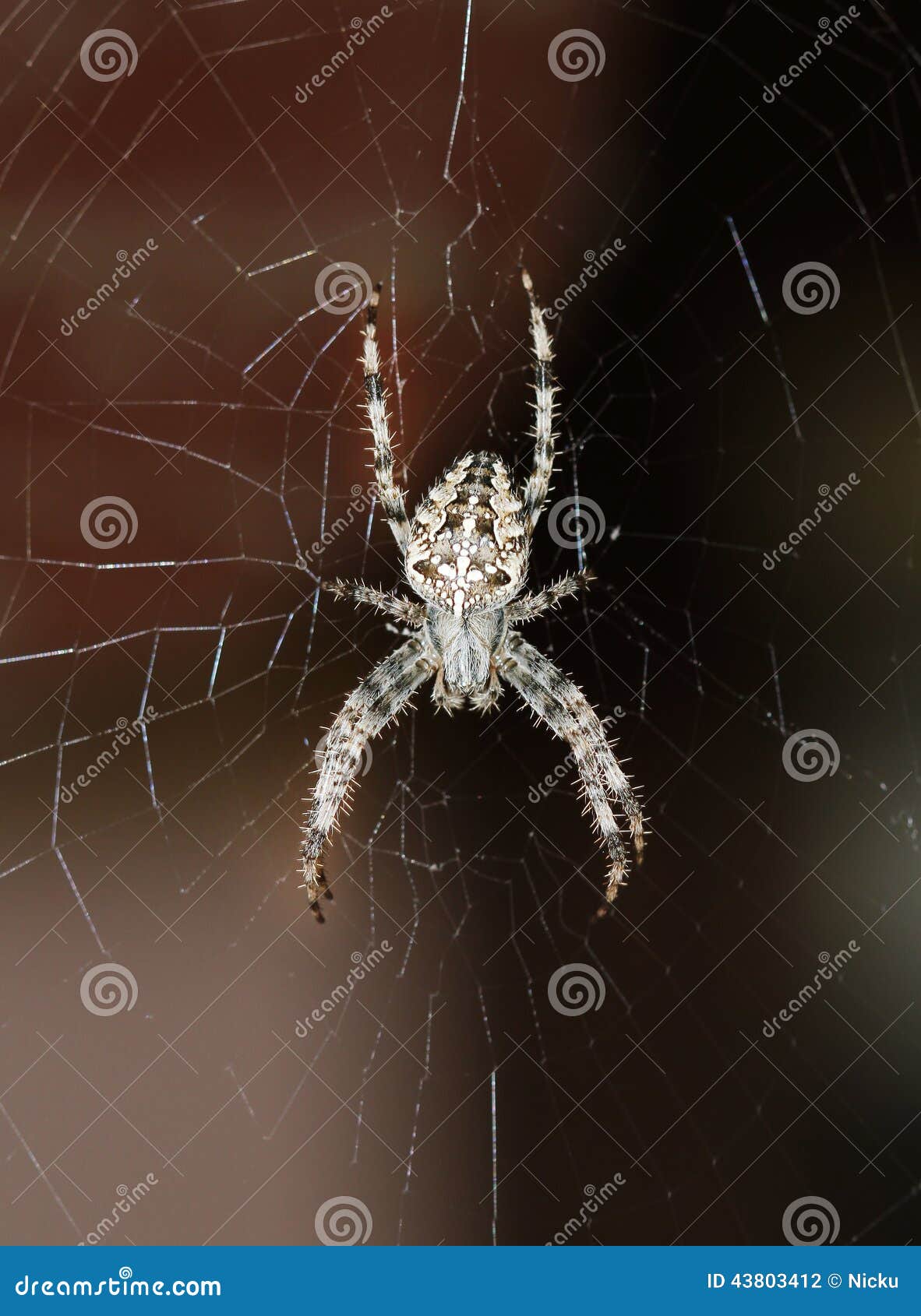 Crossed spider on web stock photo. Image of arachnid - 43803412