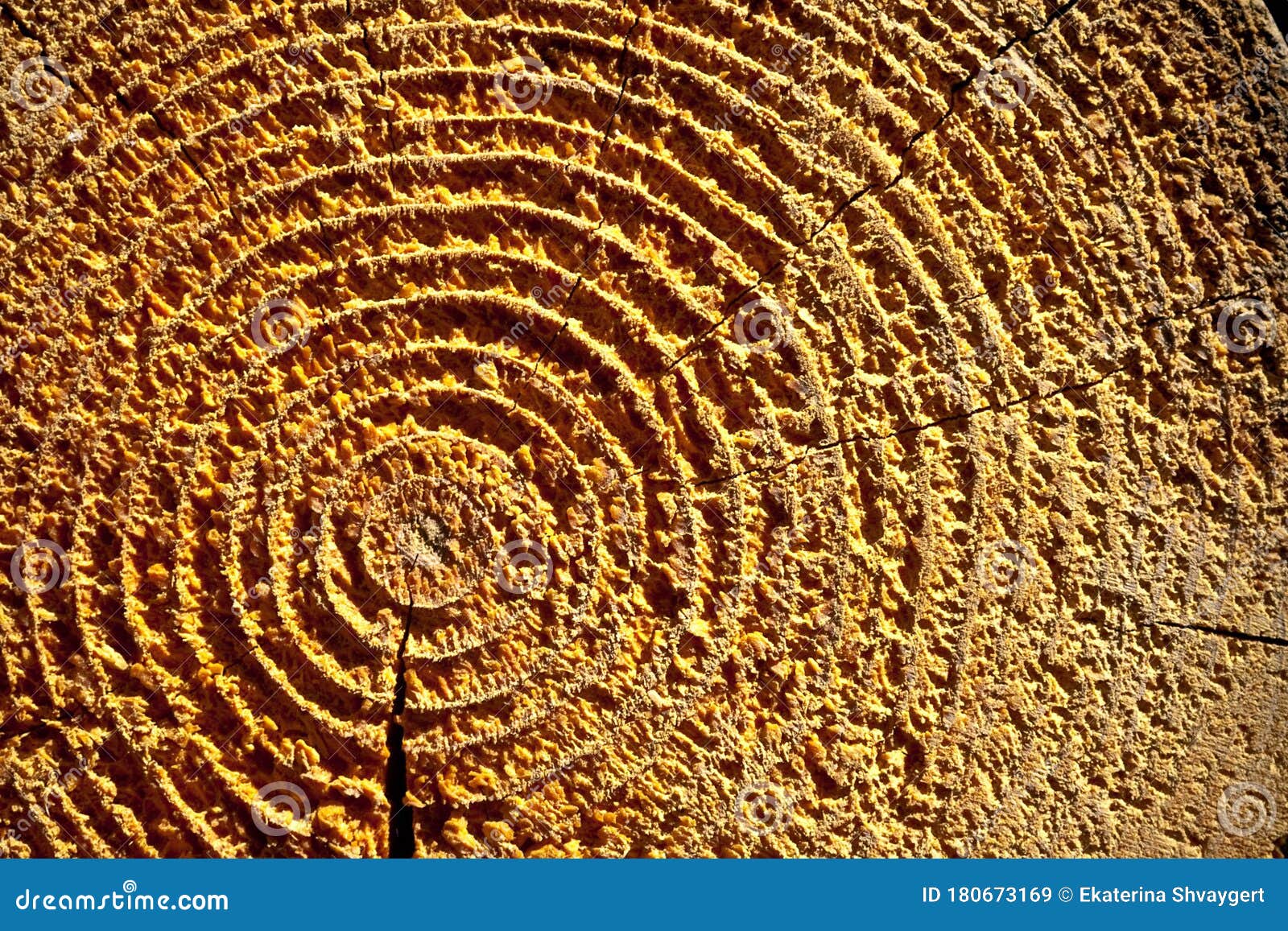 Crossed tree stump stock image. Image of tree, crossed - 180673169