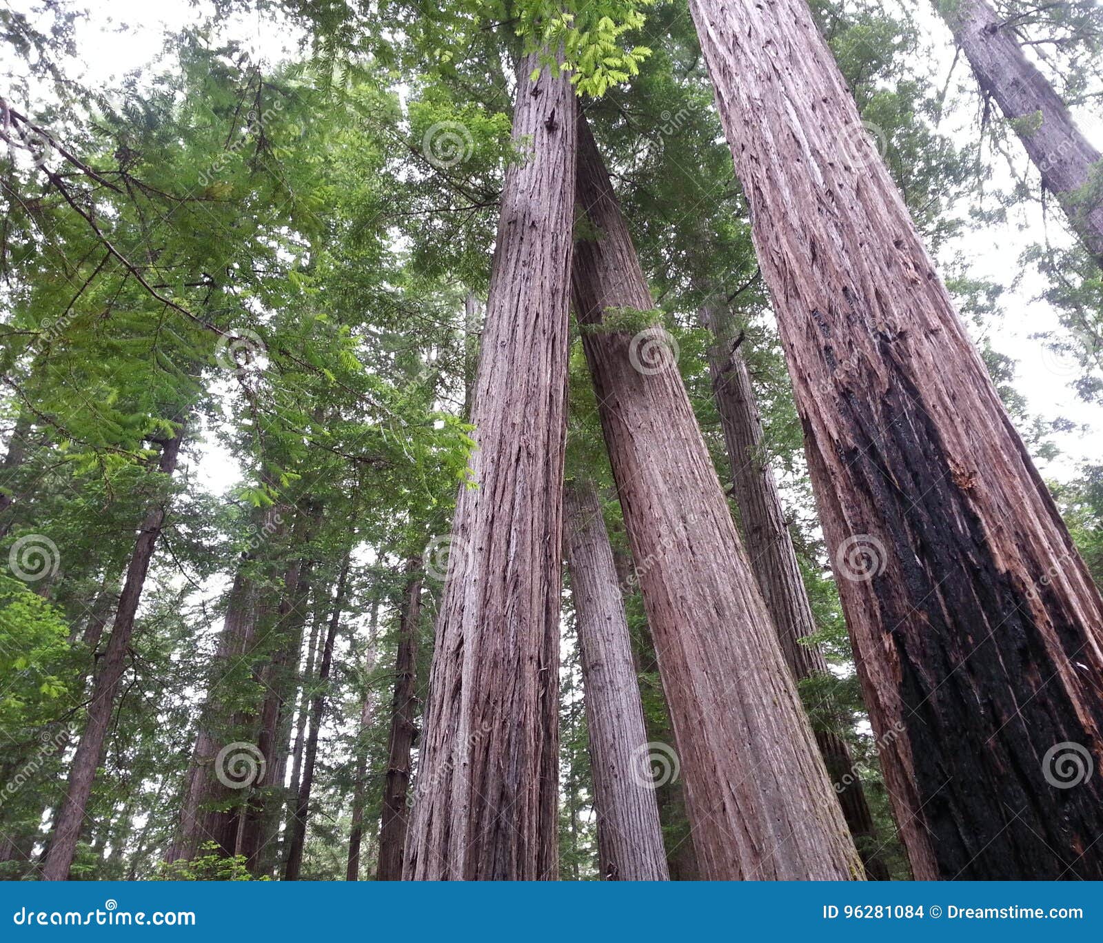 Crossed Trees stock photo. Image of green, nature, life - 96281084