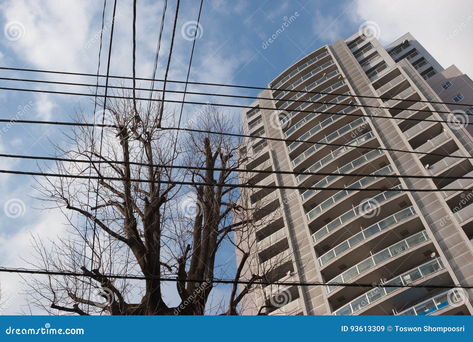 Crossed Wire stock image. Image of power, tree, wire - 93613309