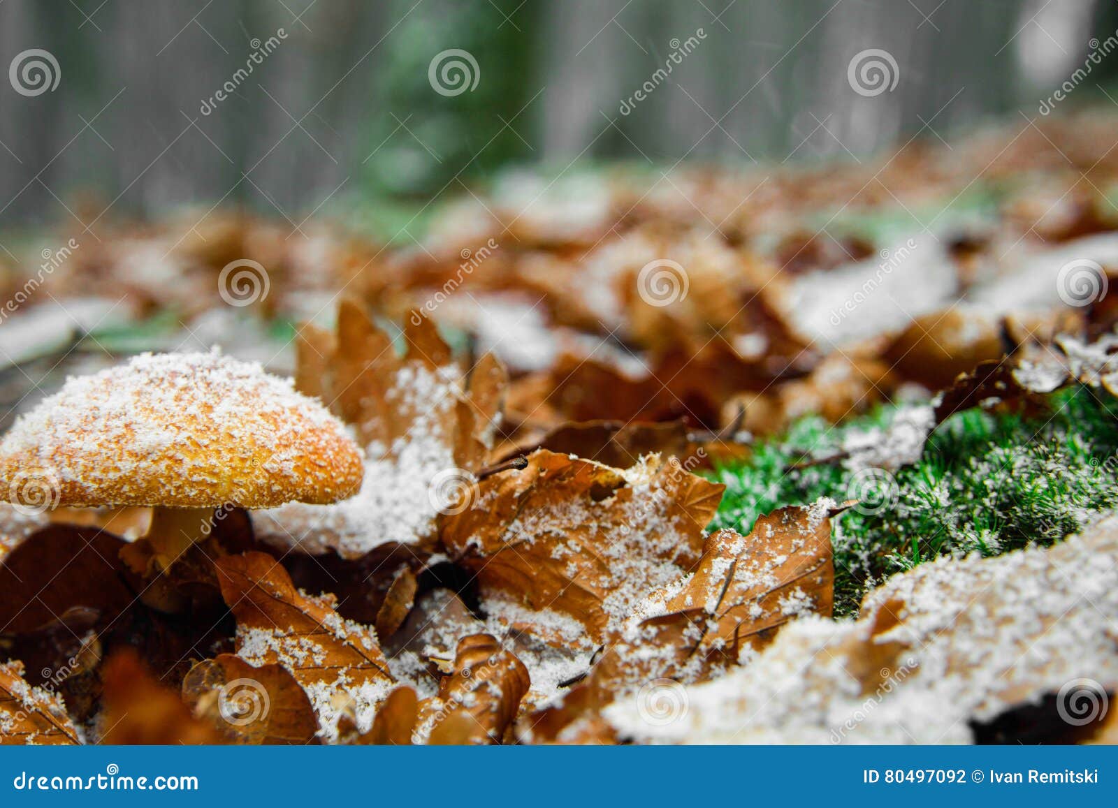 Crossing the Fall and Winter, the Fungus Under the First Snow Stock ...