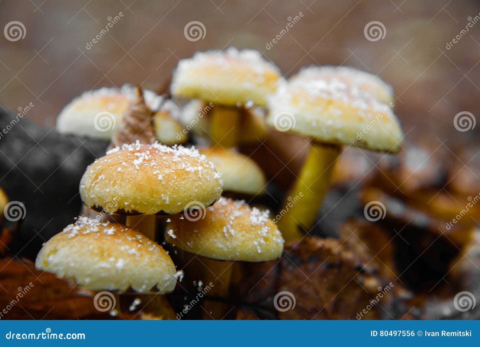 Crossing the Fall and Winter, the Fungus Under the First Snow Stock ...