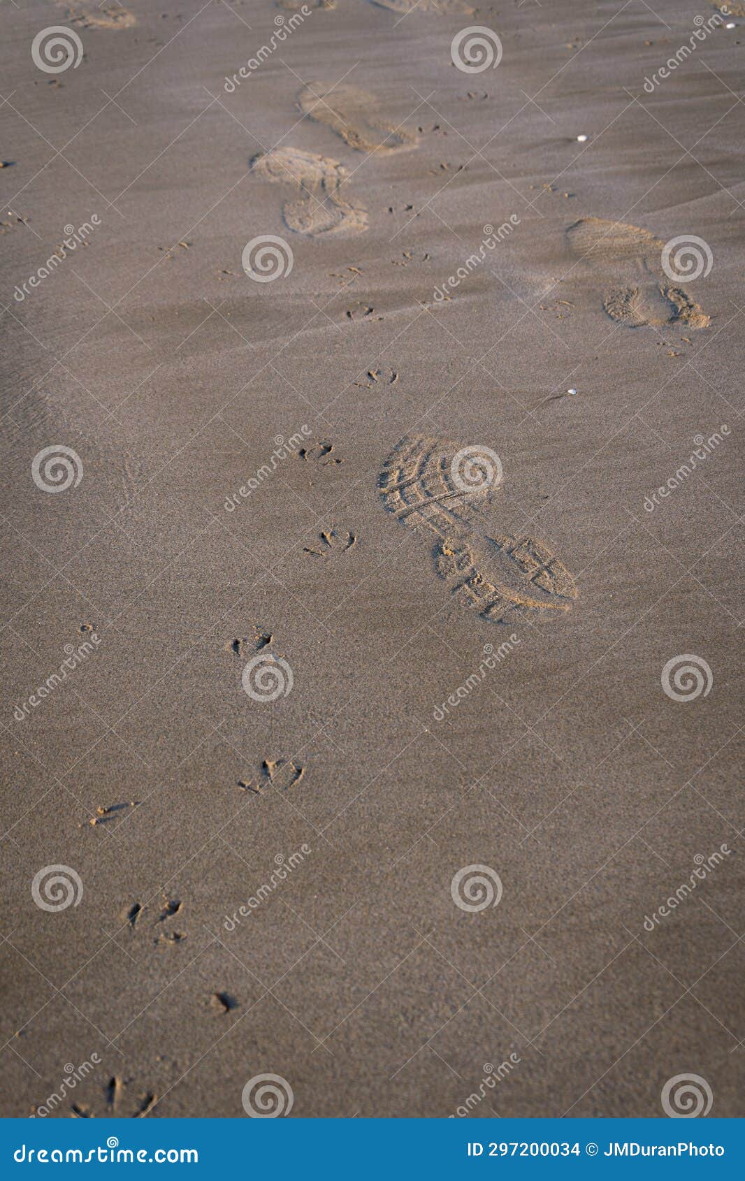Crossing Footprints of a Bird and a Man in the Fine Sand of the Beach ...