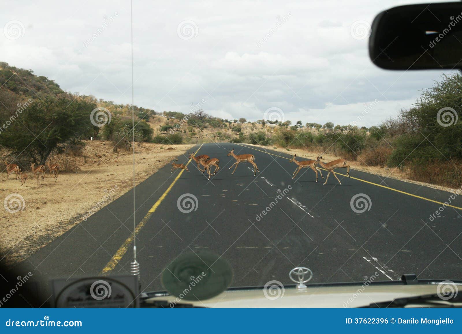 Crossing impala editorial photo. Image of impalas, driving - 37622396