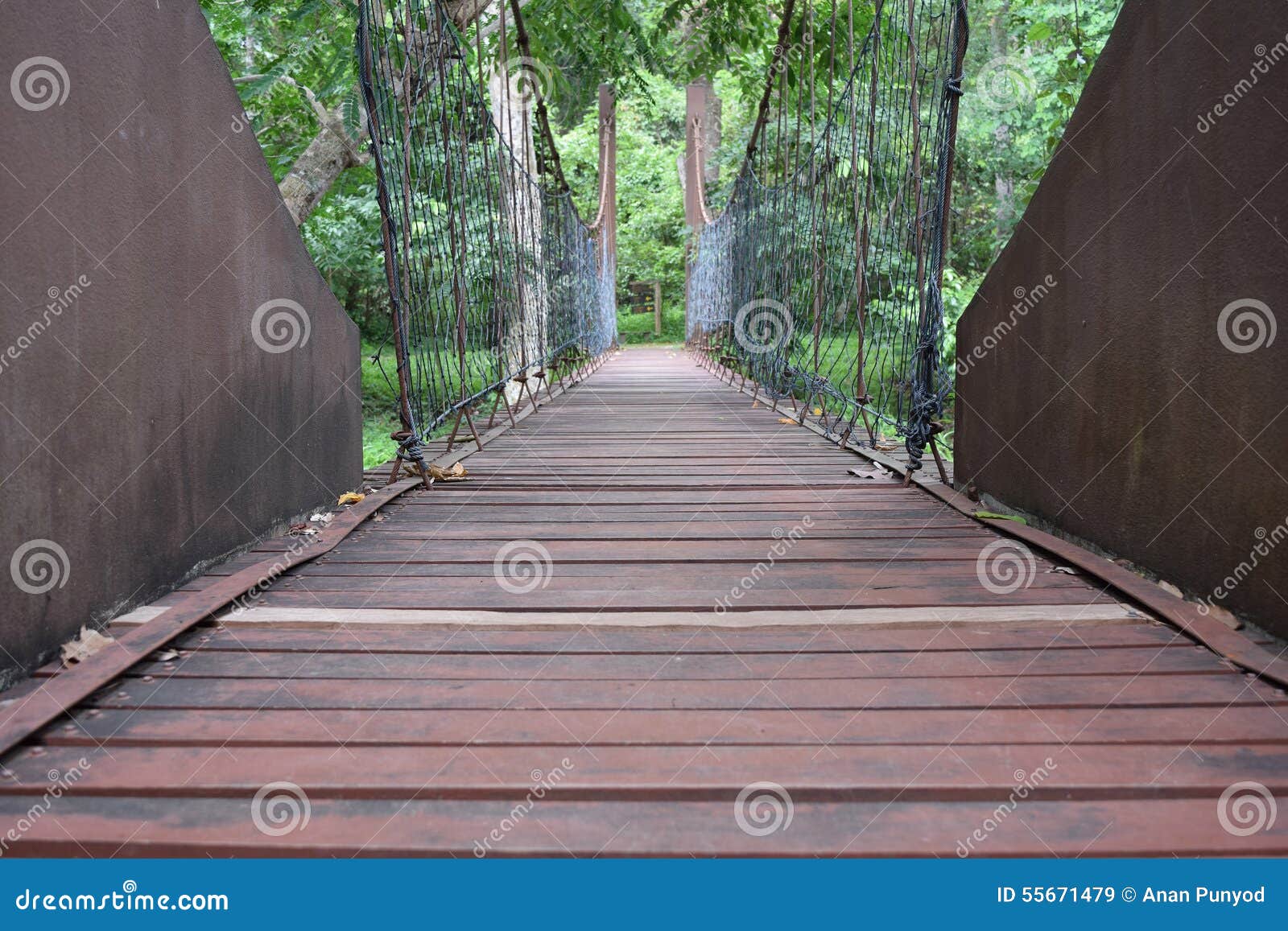 Crossing Rope Bridge in the Forest Jungle Stock Image - Image of ...