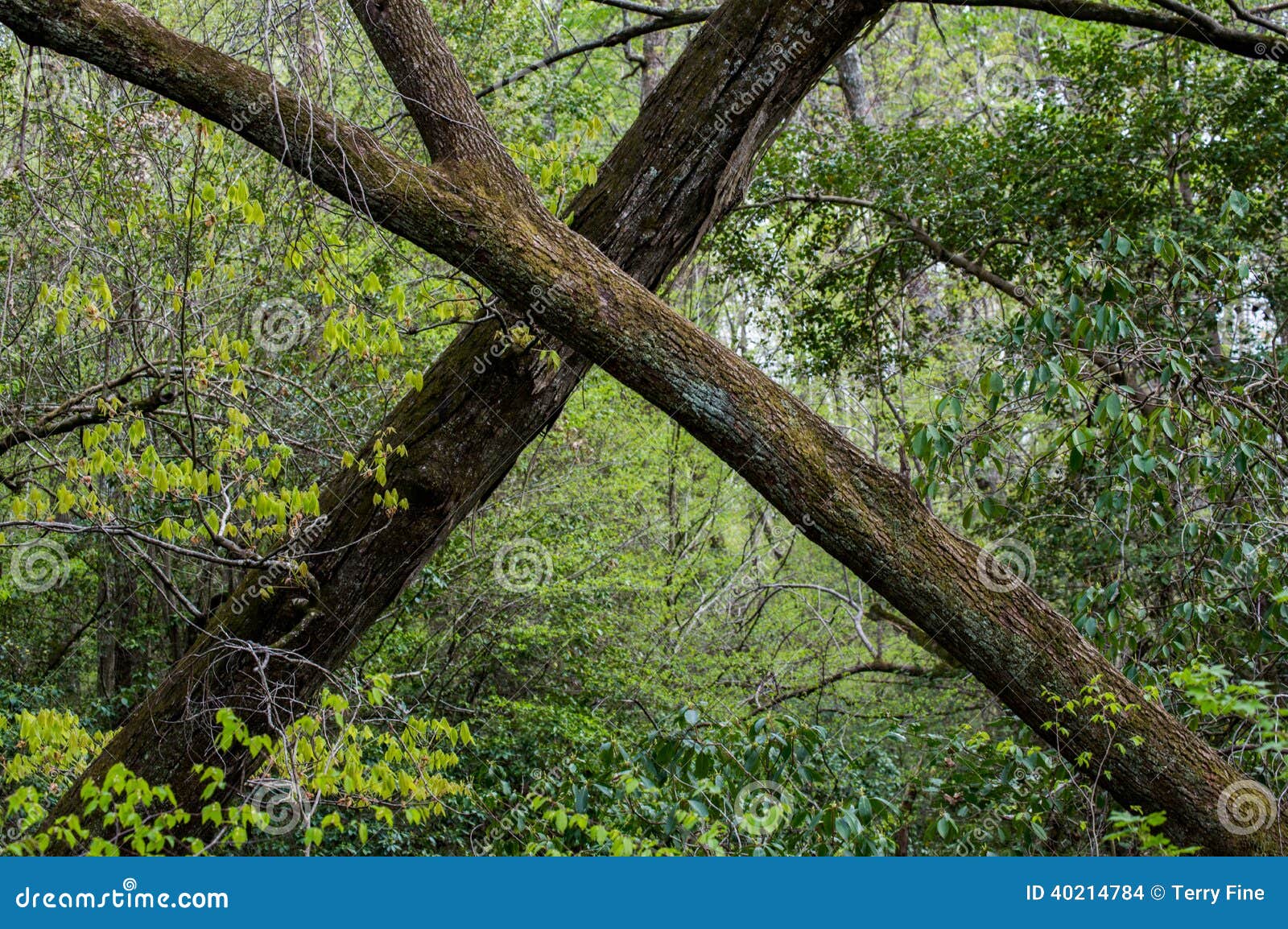Crossing trees stock photo. Image of interesting, crossing - 40214784