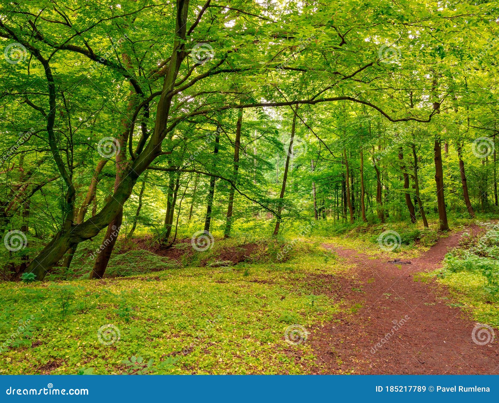 Crossroad on a forest path stock image. Image of green - 185217789