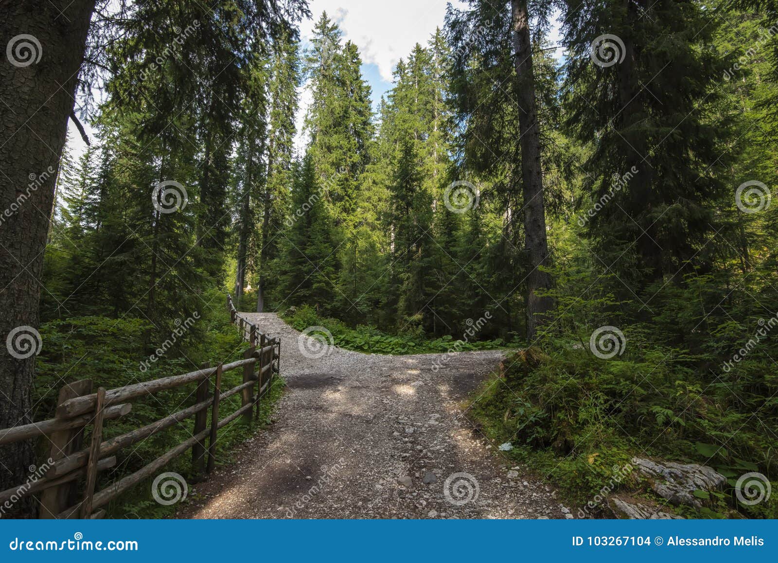 Crossroad stock photo. Image of green, roots, fresh - 103267104