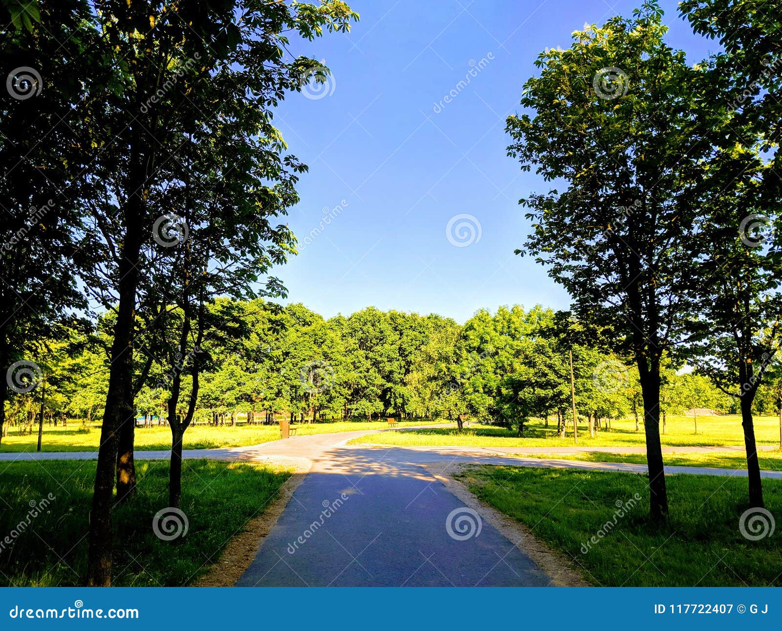 Crossroad stock image. Image of sunny, forest, crossroad - 117722407