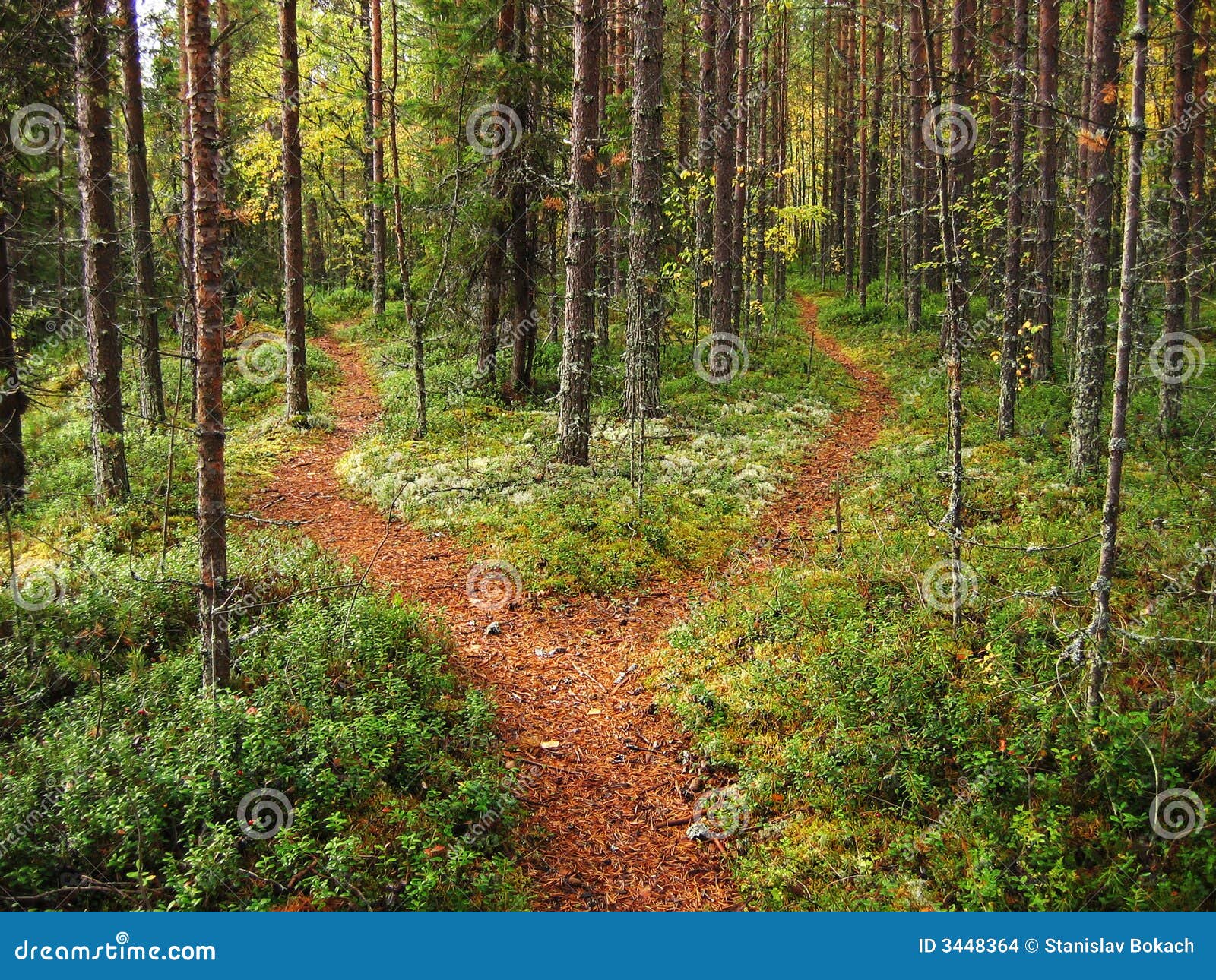 Crossroads in the forest stock photo. Image of hike, bush - 3448364