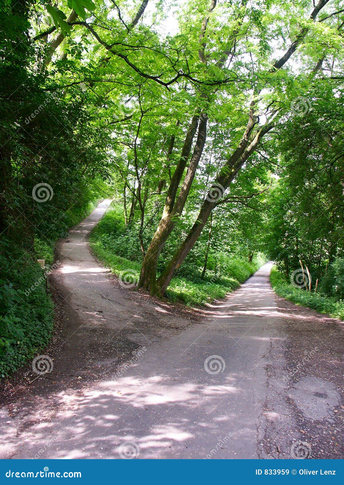 Crossroads in a Forest stock image. Image of hilly, forests - 833959