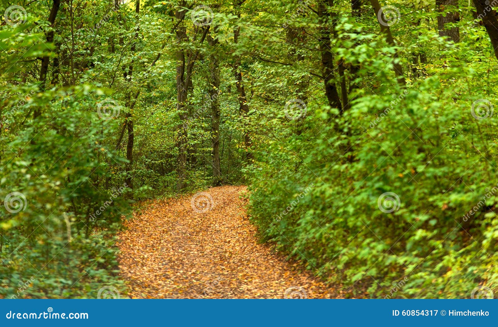 Crossroads In The Forest Stock Photo | CartoonDealer.com #67420902