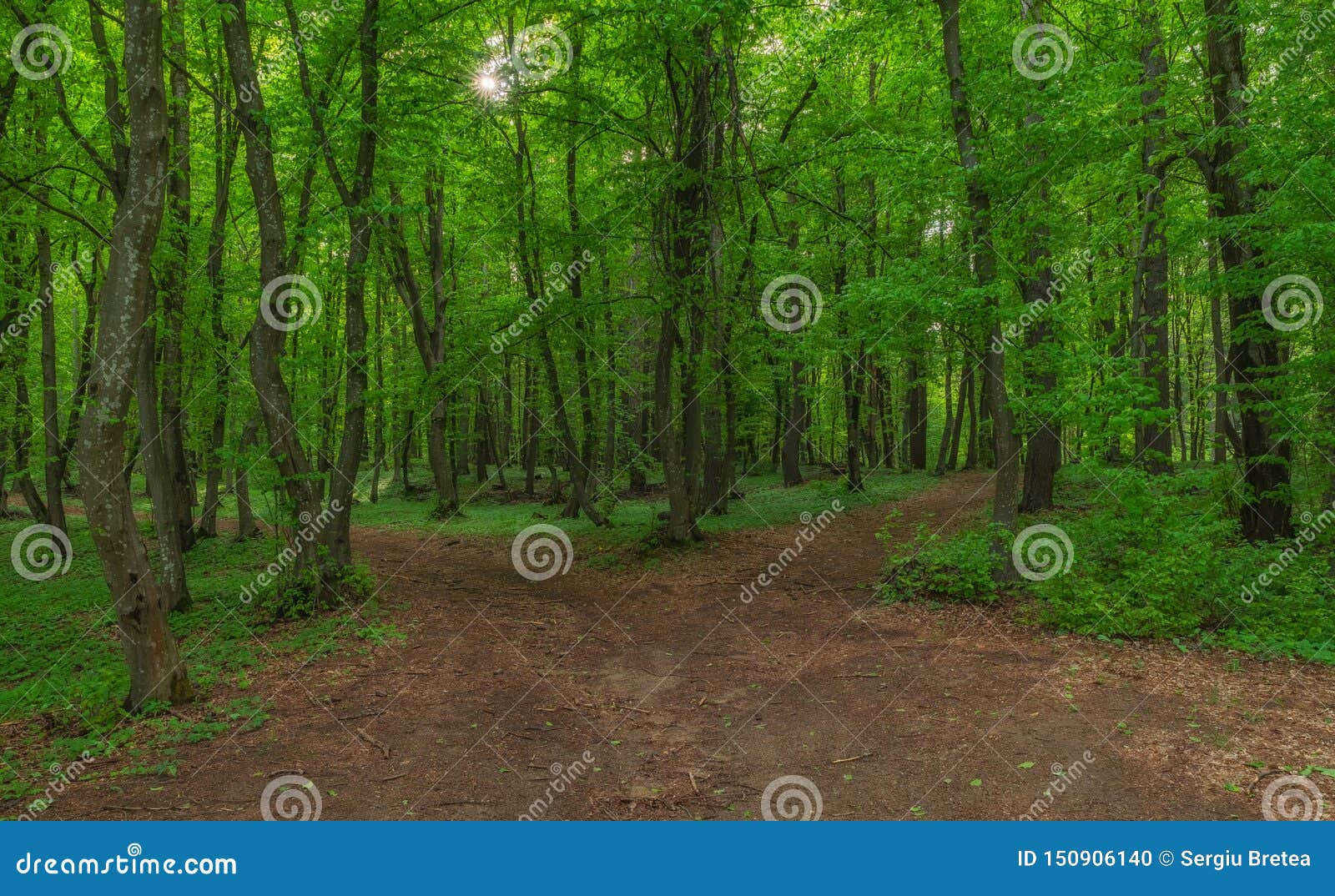 Crossroads in the forest stock photo. Image of outdoor - 150906140