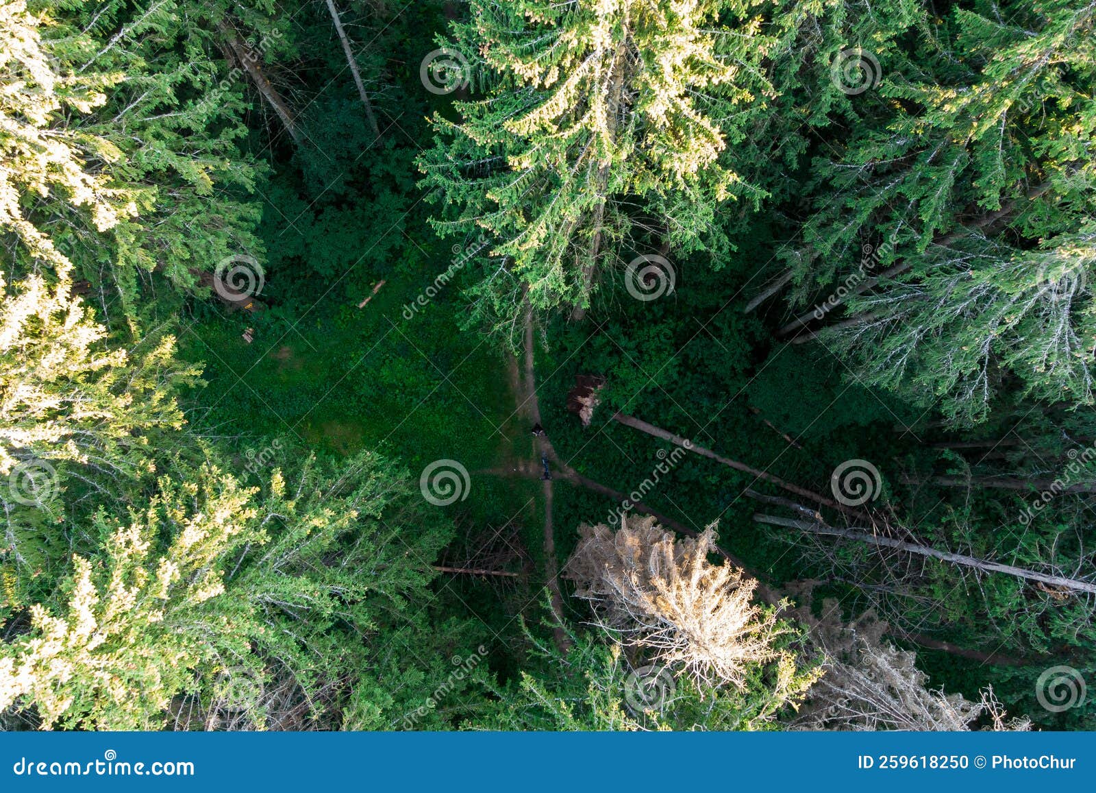 Crossroads of Forest Paths in a Coniferous Forest Stock Photo - Image ...