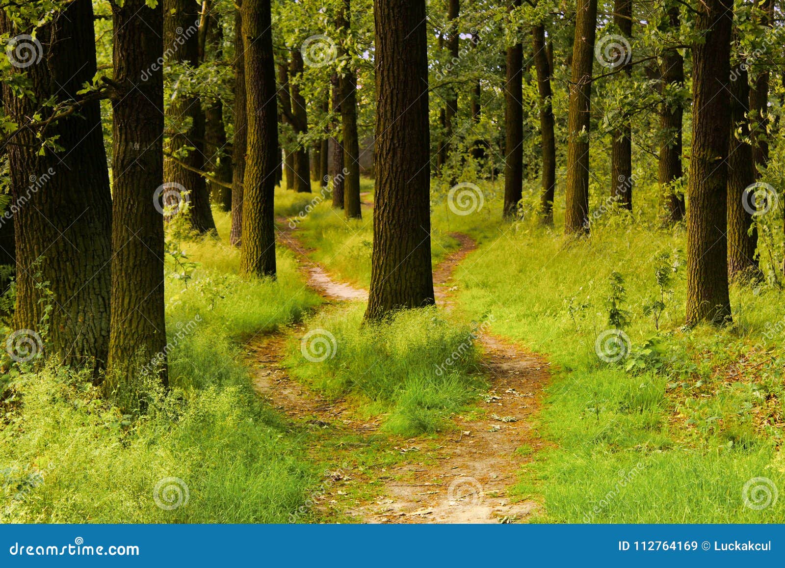 Crossroads in Forest on Spring Season. Stock Image - Image of walk ...