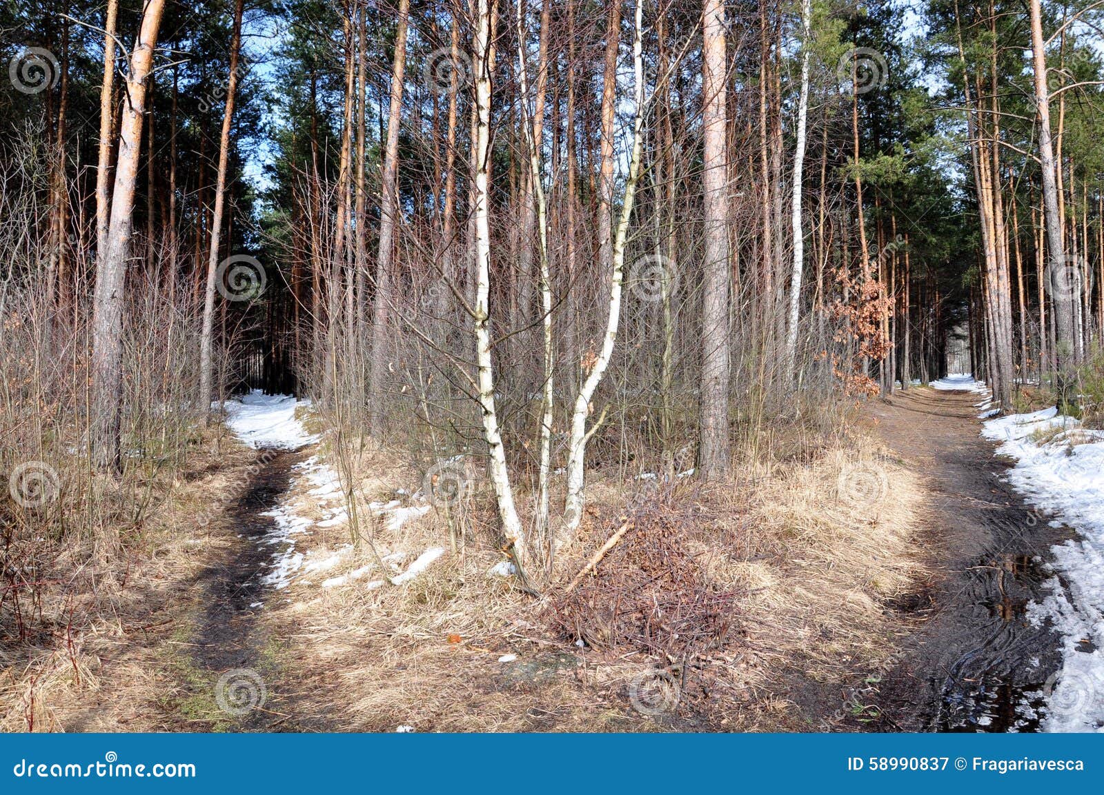 Crossroads in the forest stock image. Image of leafless - 58990837